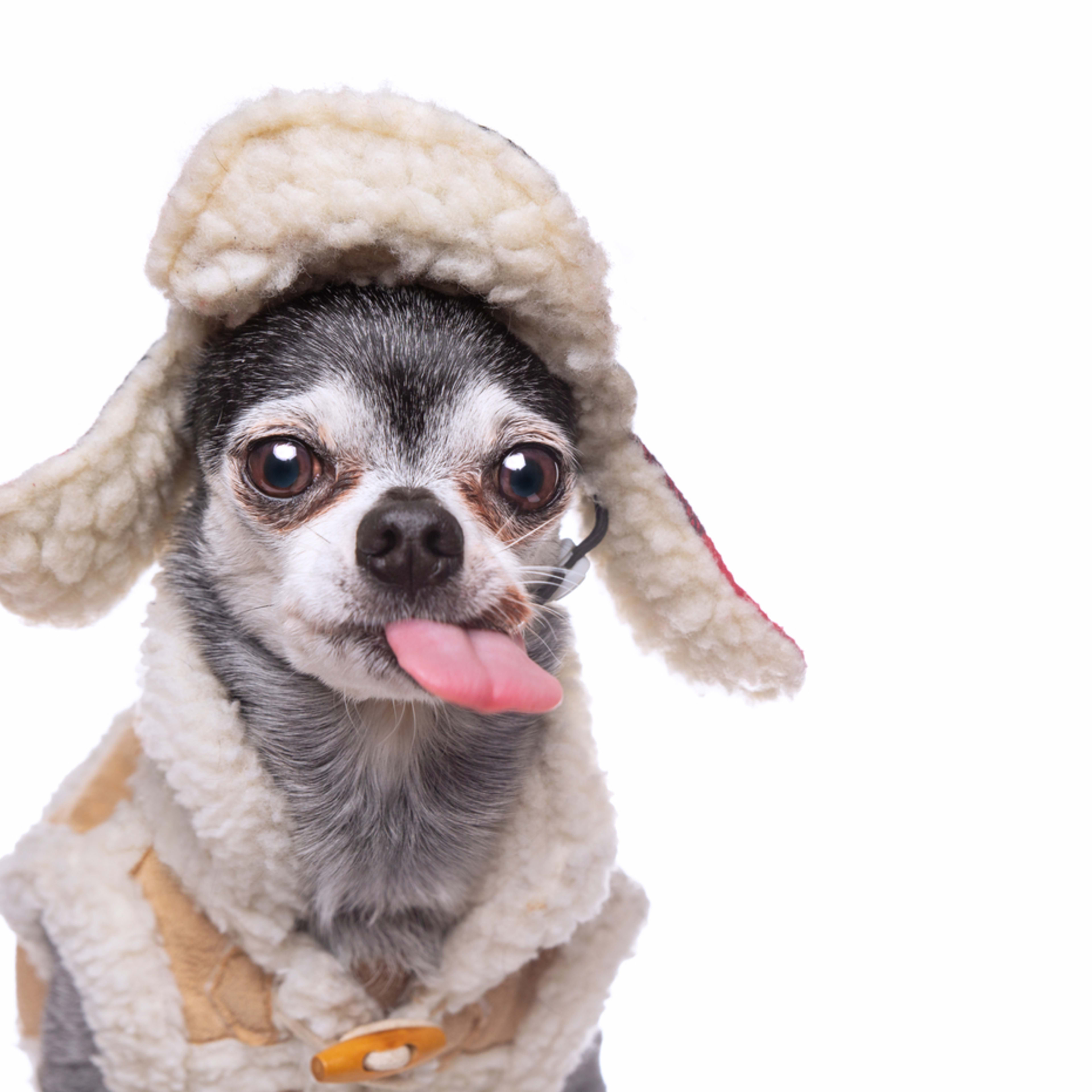 9-Pound Chihuahua Suits Up in Full Gear to Brave the Snow and It's ...