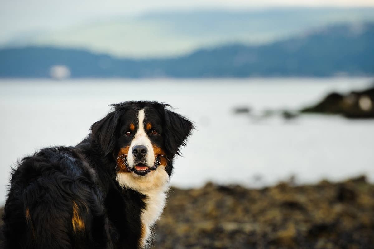 20 Smartest Dog Breeds, Ranked to Most Intelligent - Parade Pets