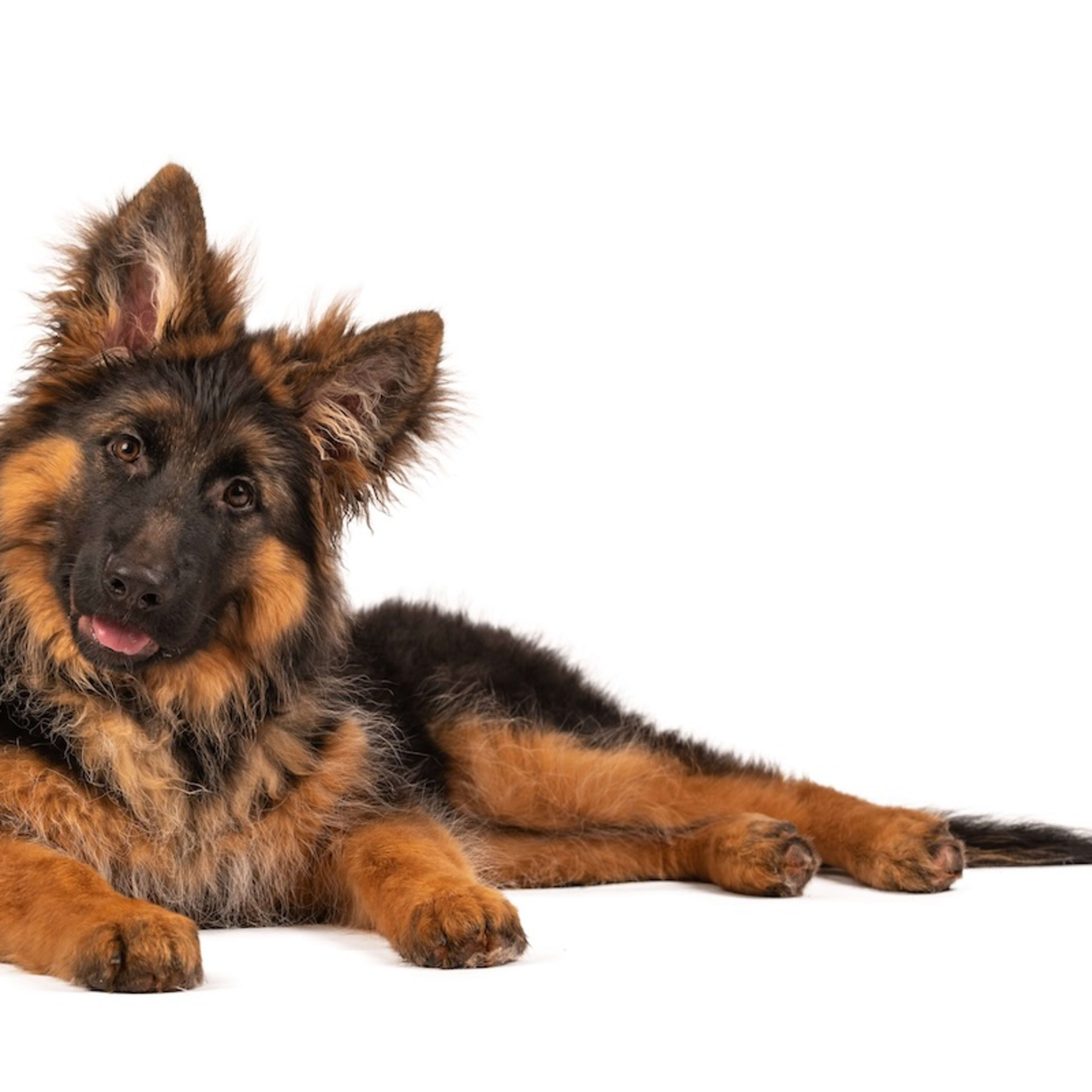 German Shepherd Puppies Are Adorably Curious About a Human Baby ...