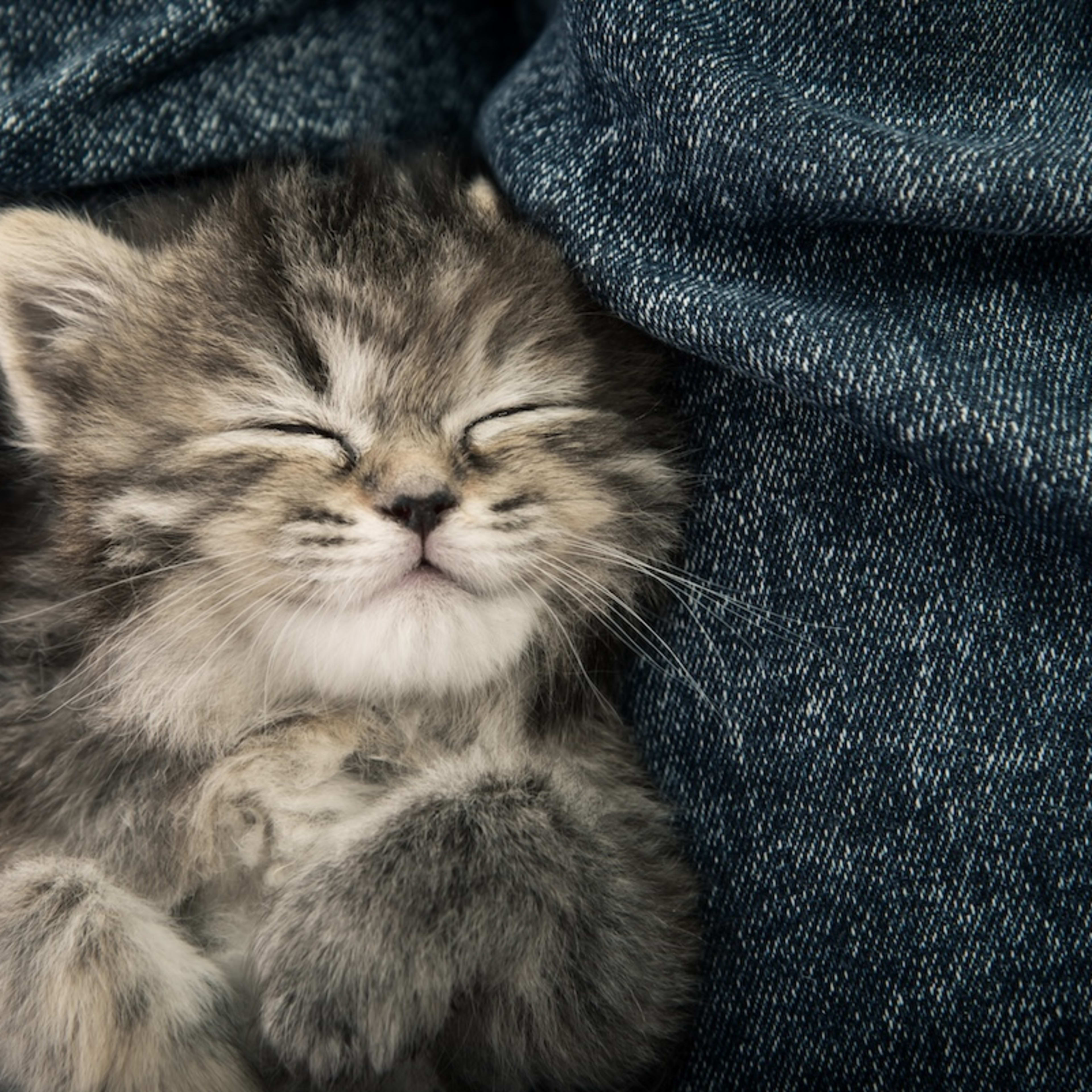 7 Friendliest Dog Breeds, According to Pet Experts - Parade Pets