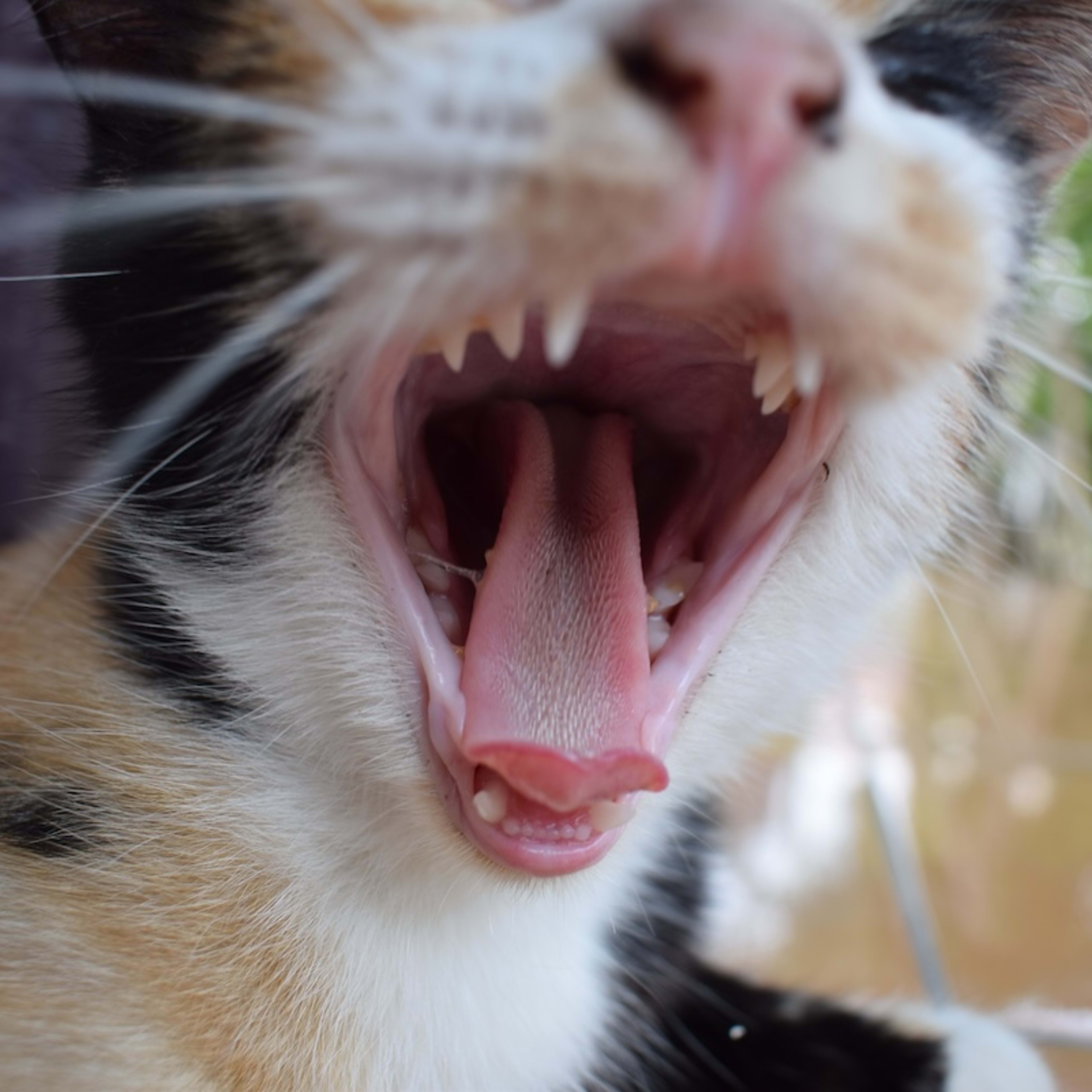 Calico Cat Makes the Loudest Dinosaur Noises During Snuggle Time ...
