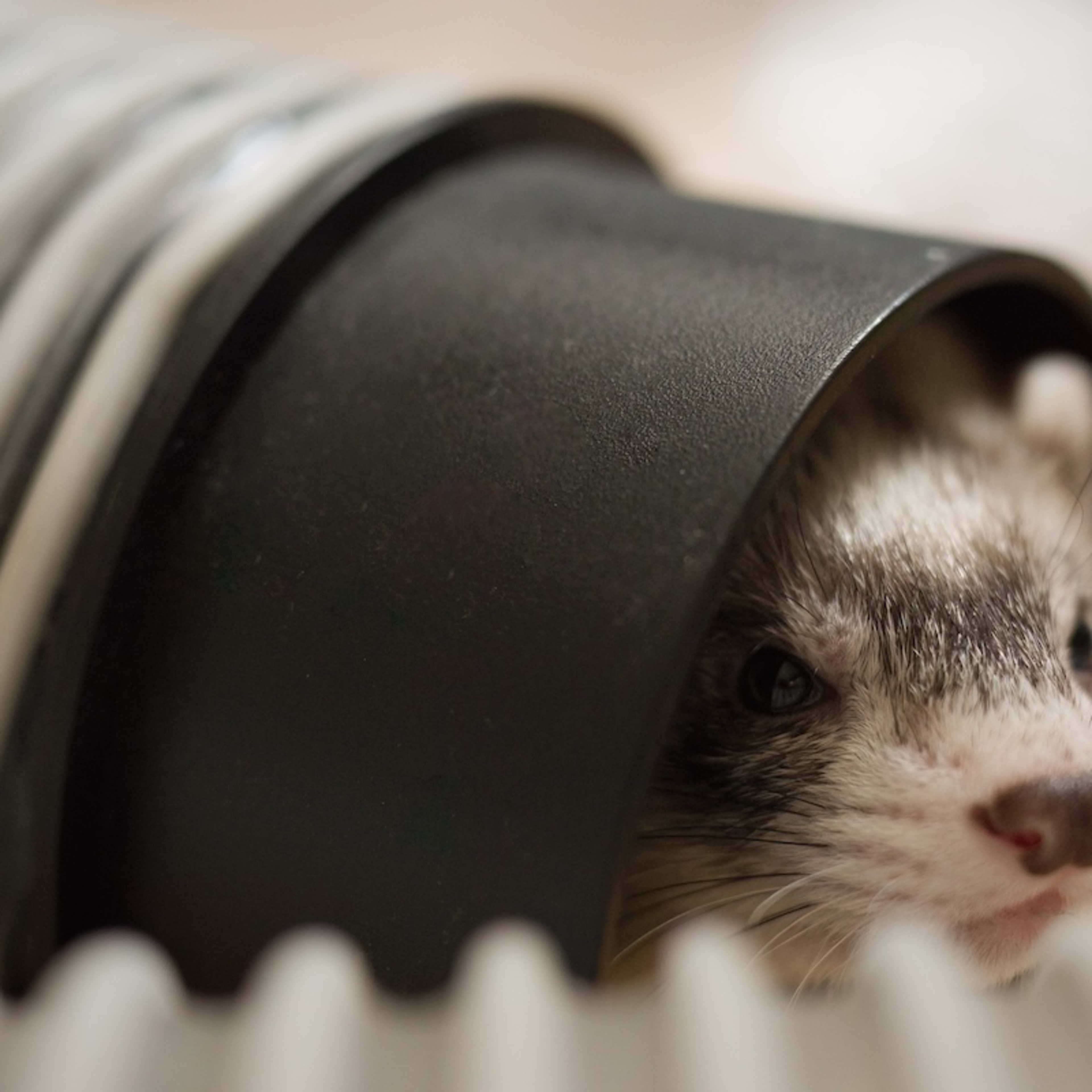 Silly Ferrets’ Epic ‘Tube Time’ Is the Simplest Joy - Parade Pets
