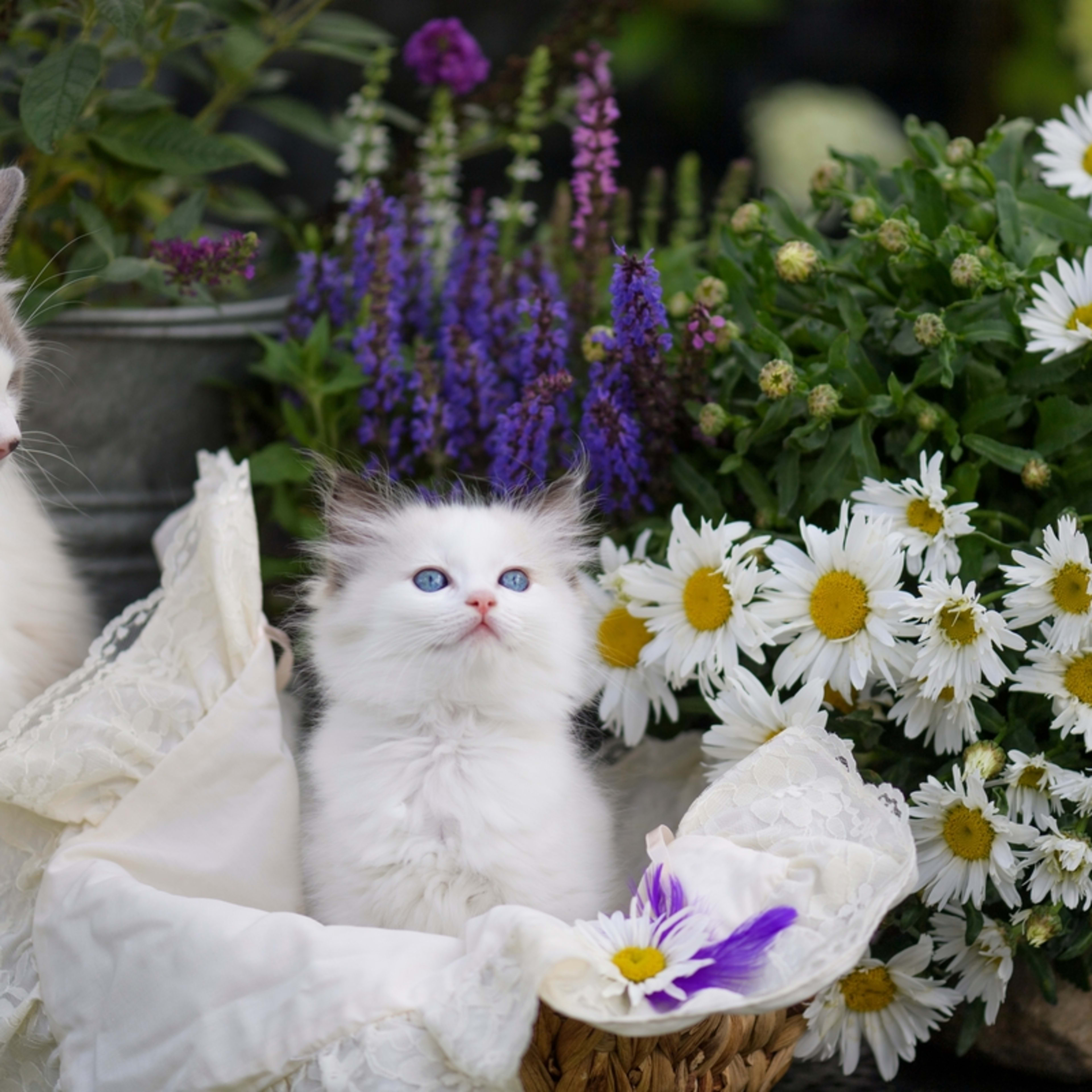 Rescue Cat Gets So Happy When Mom Adopts Her Daughter Too - Parade Pets