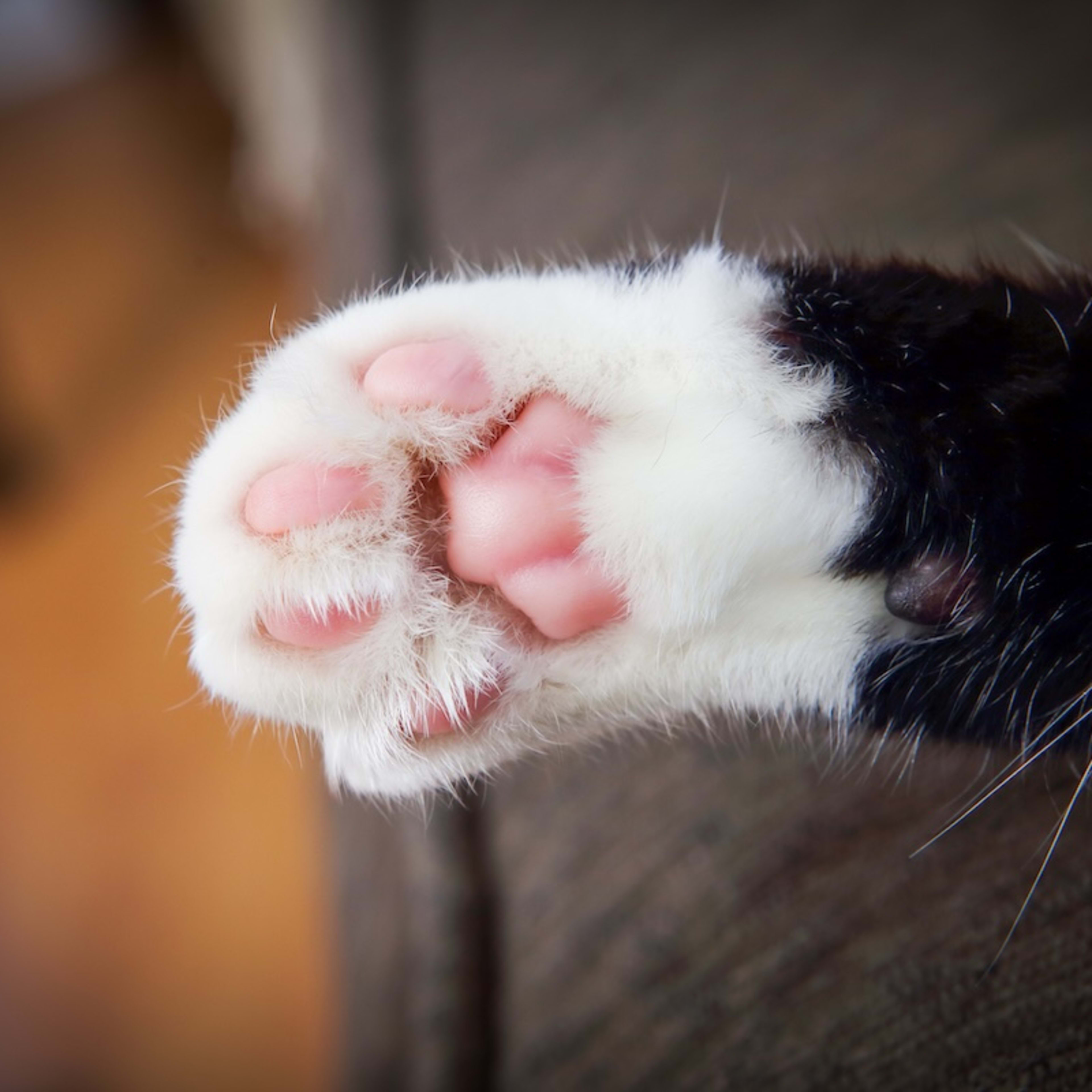 Are Milk-Bones Bad for Dogs? A Vet Explains - Parade Pets