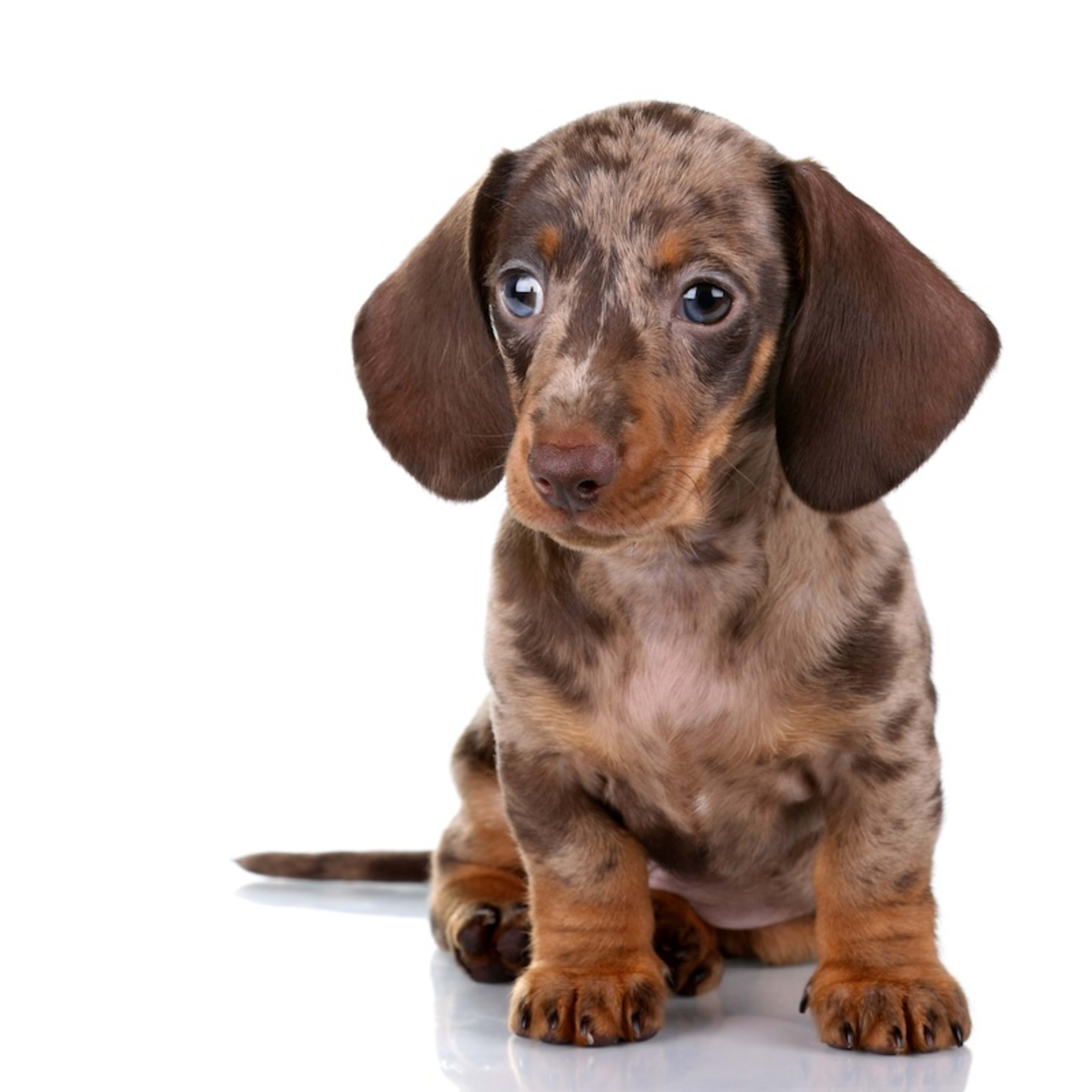 Big Golden Retriever Meets a Tiny Dachshund Puppy and Immediately ...
