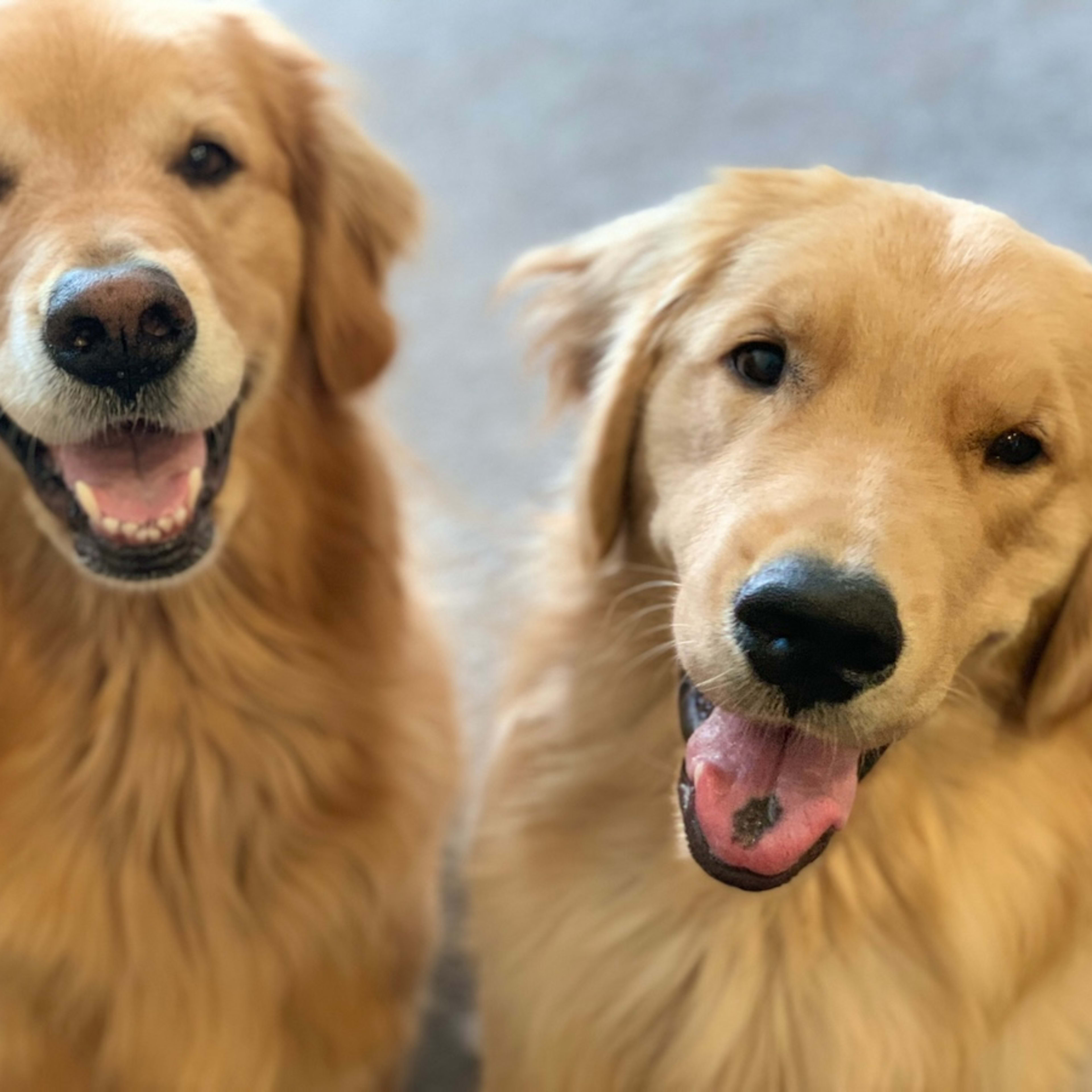 'Gorgeous' Belgian Sheepdog Wins Best in Show Despite Fierce - Parade Pets
