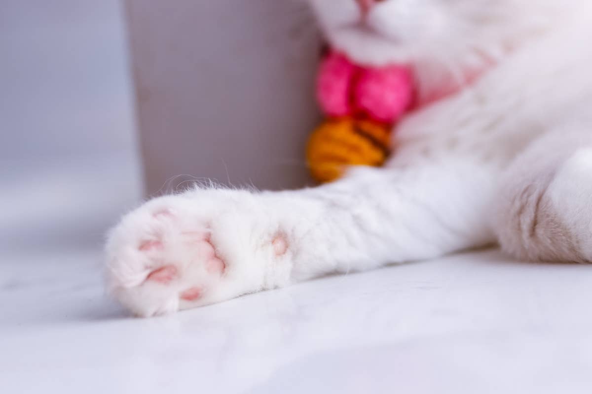 7 Big Fluffy Dog Breeds That Love to Cuddle - Parade Pets