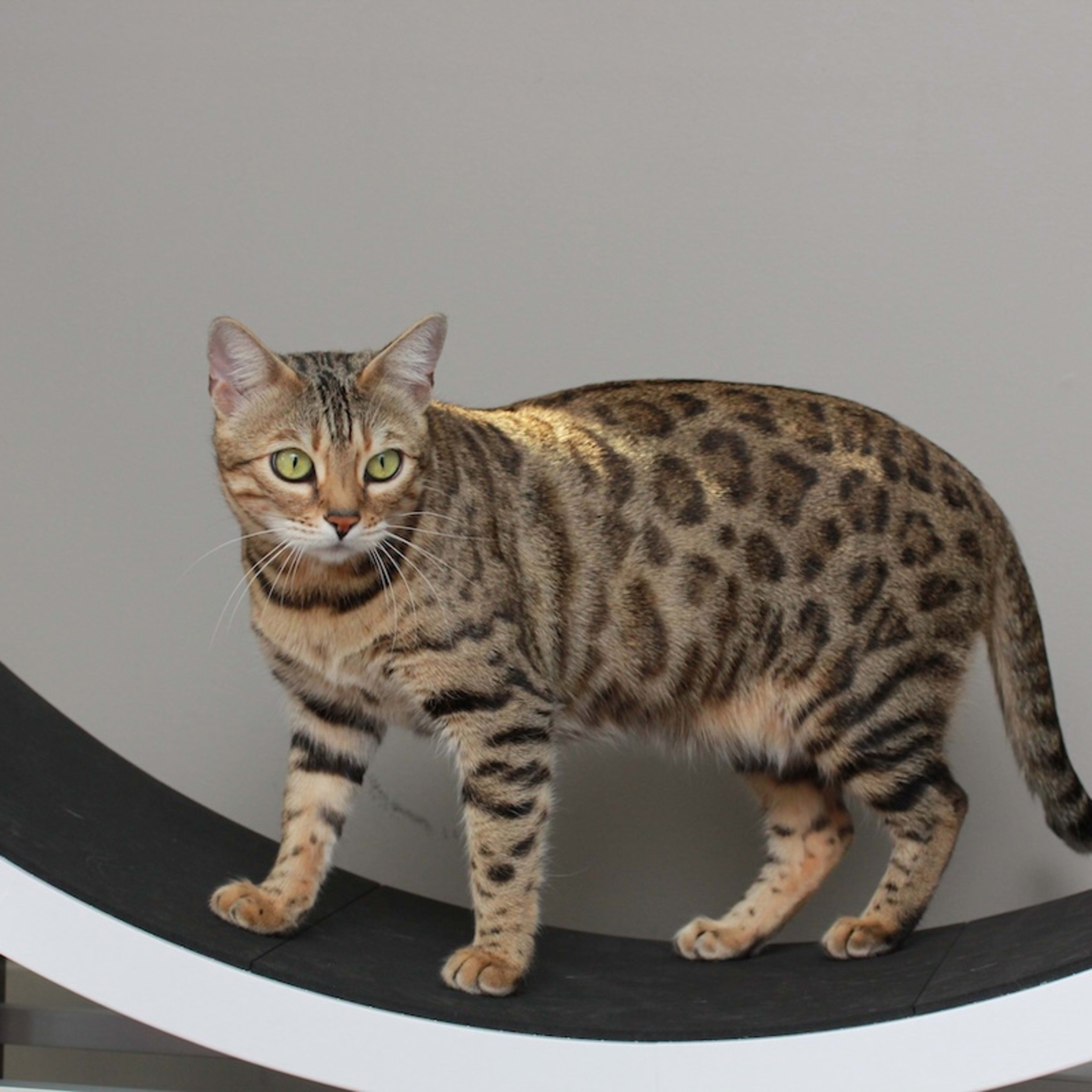 Bengal Cat 'Driving' Exercise Wheel Could Be in Formula 1 - Parade Pets