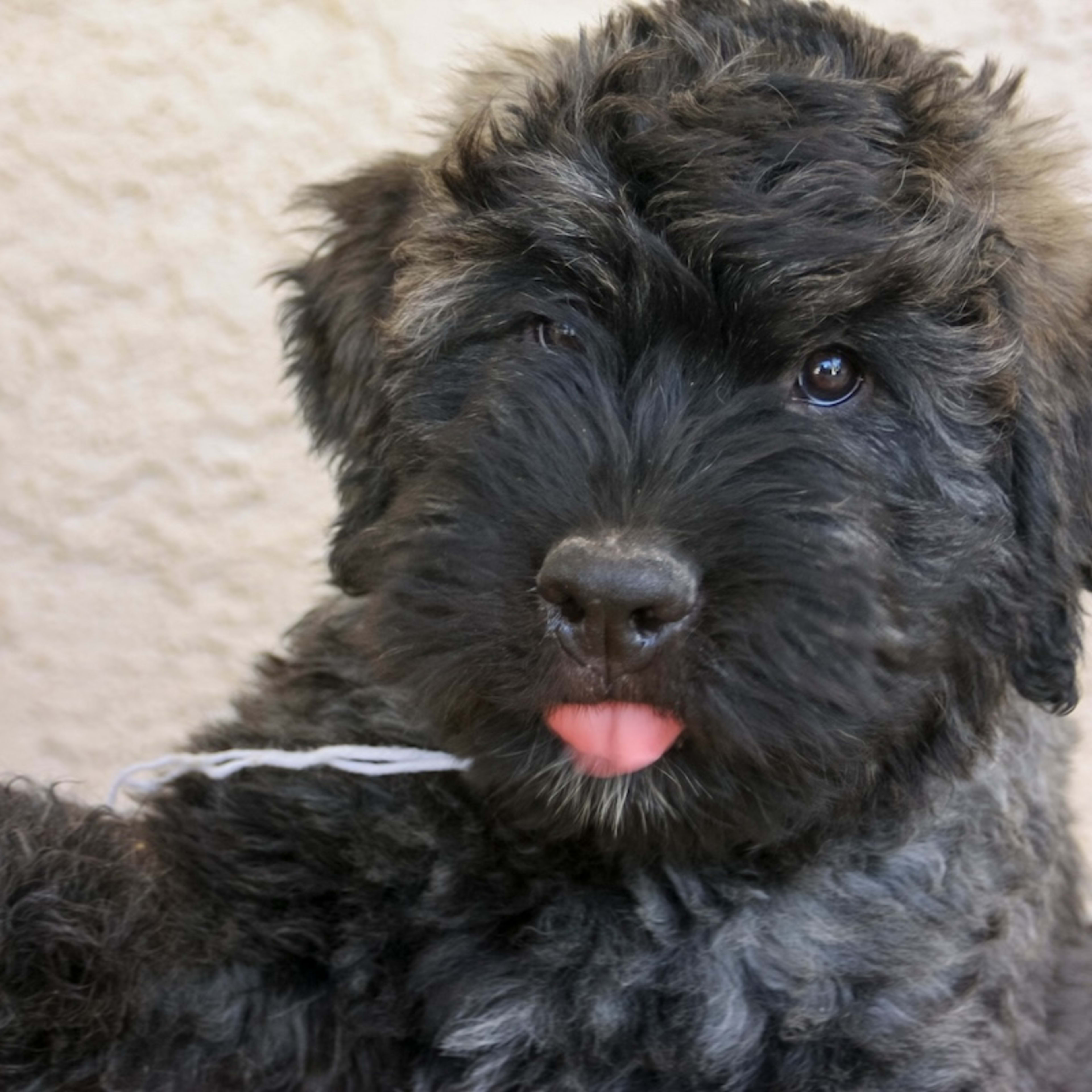 Famous Foster Mom Shares Emotional Update Following Abused Rescue Dog's ...