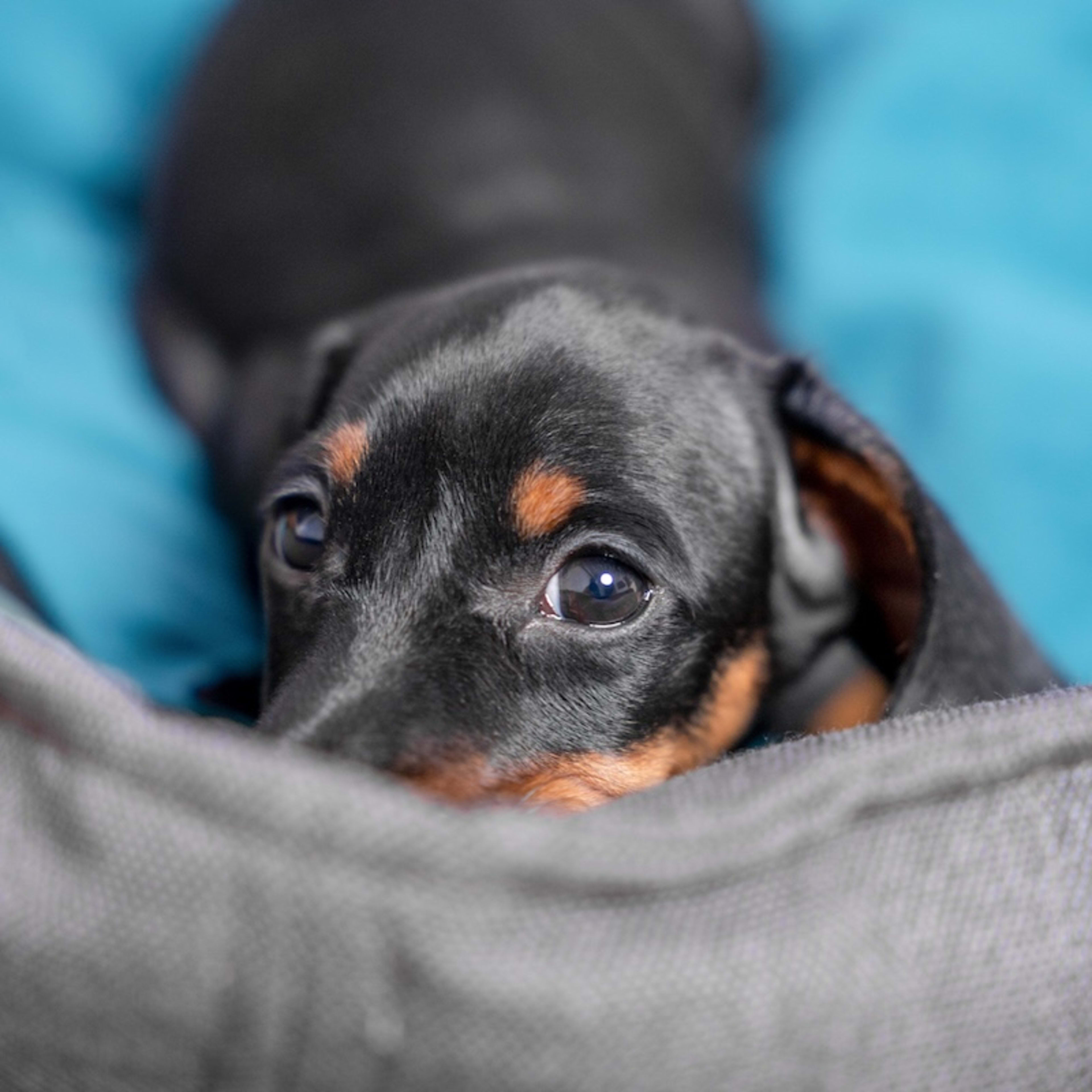 Dachshund Puppy's Little Head Tilts While Focusing on 'Bluey' Are ...