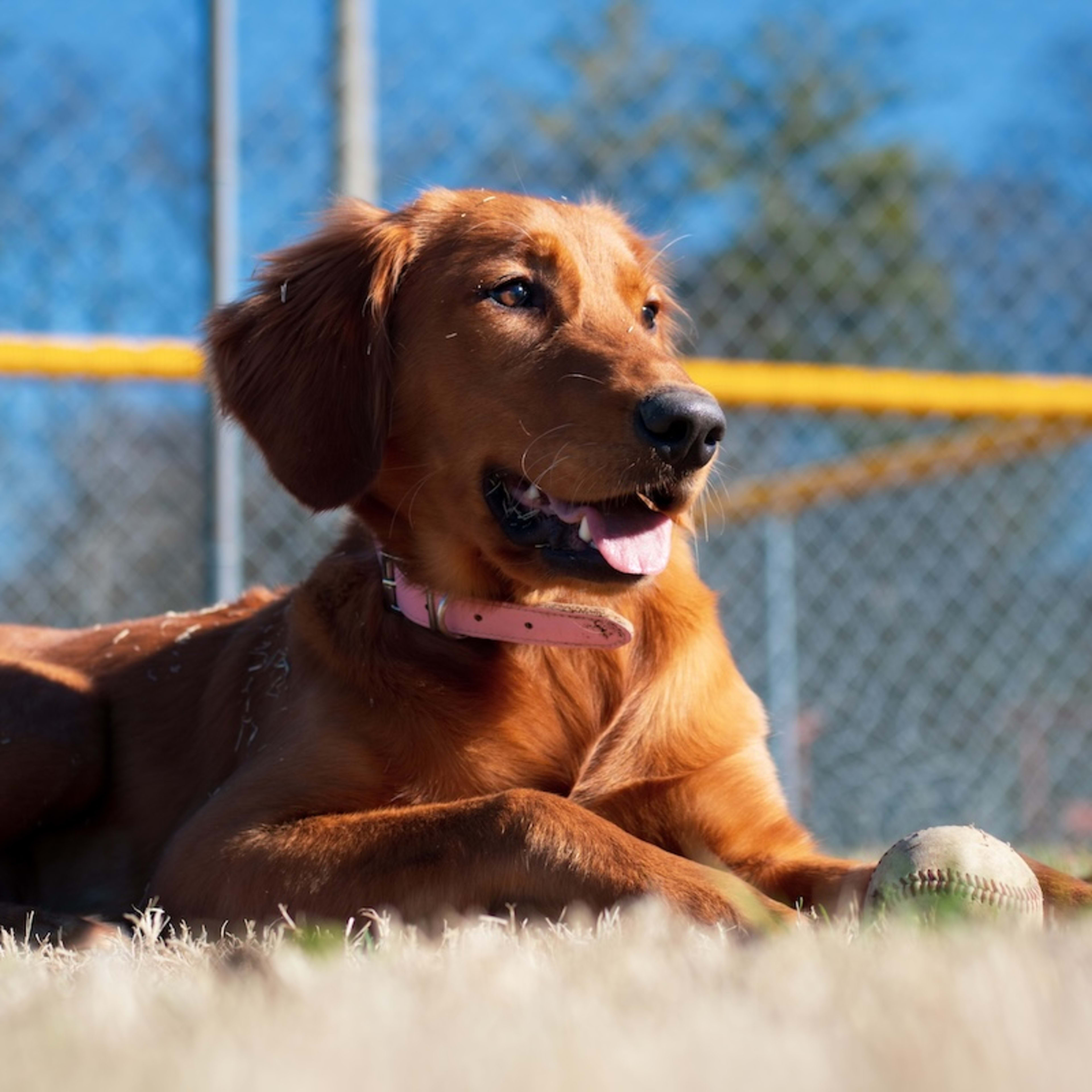 Golden Retriever's Favorite Napping Spot Causes Home Repair Issue ...