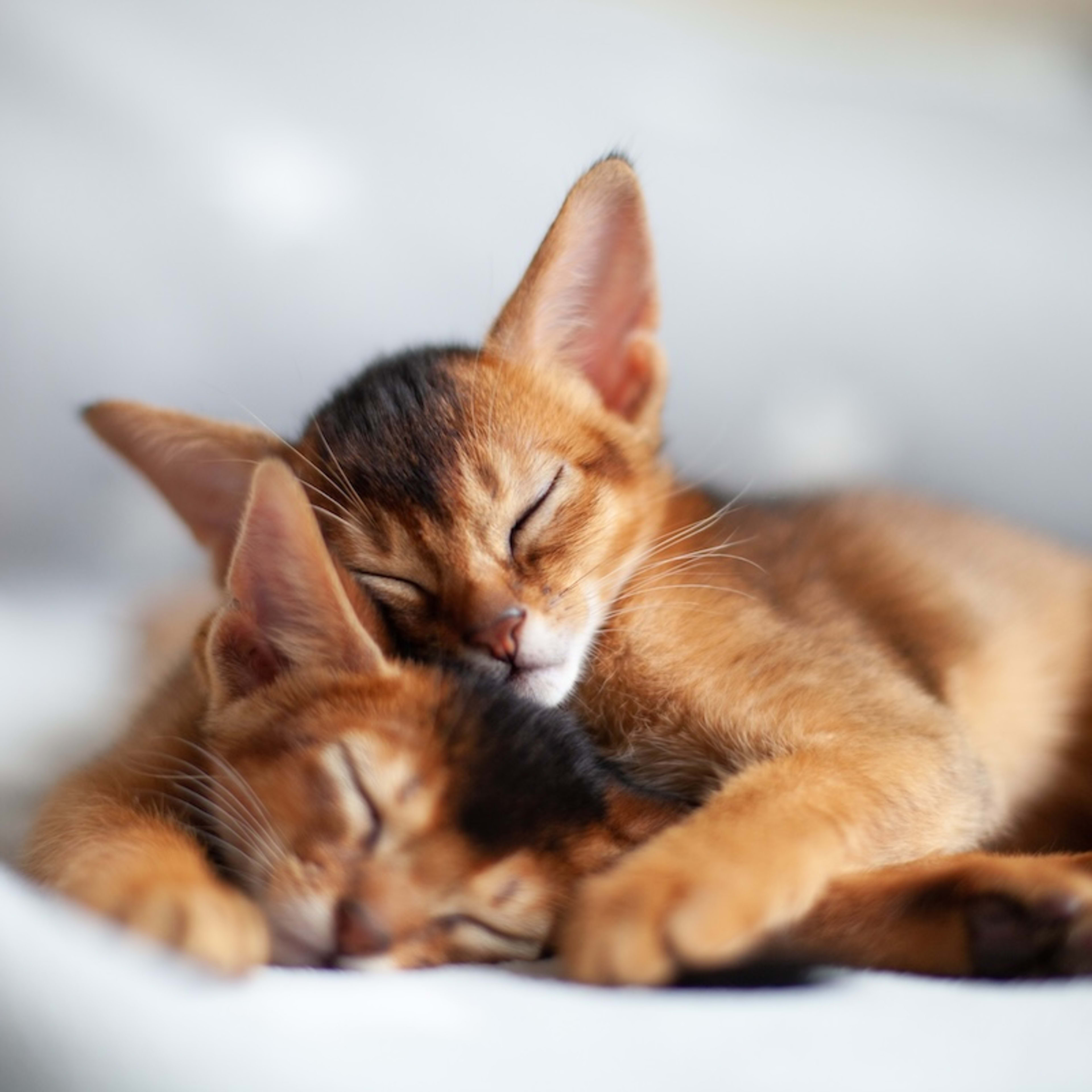 Rescue Cat Gets So Happy When Mom Adopts Her Daughter Too - Parade Pets
