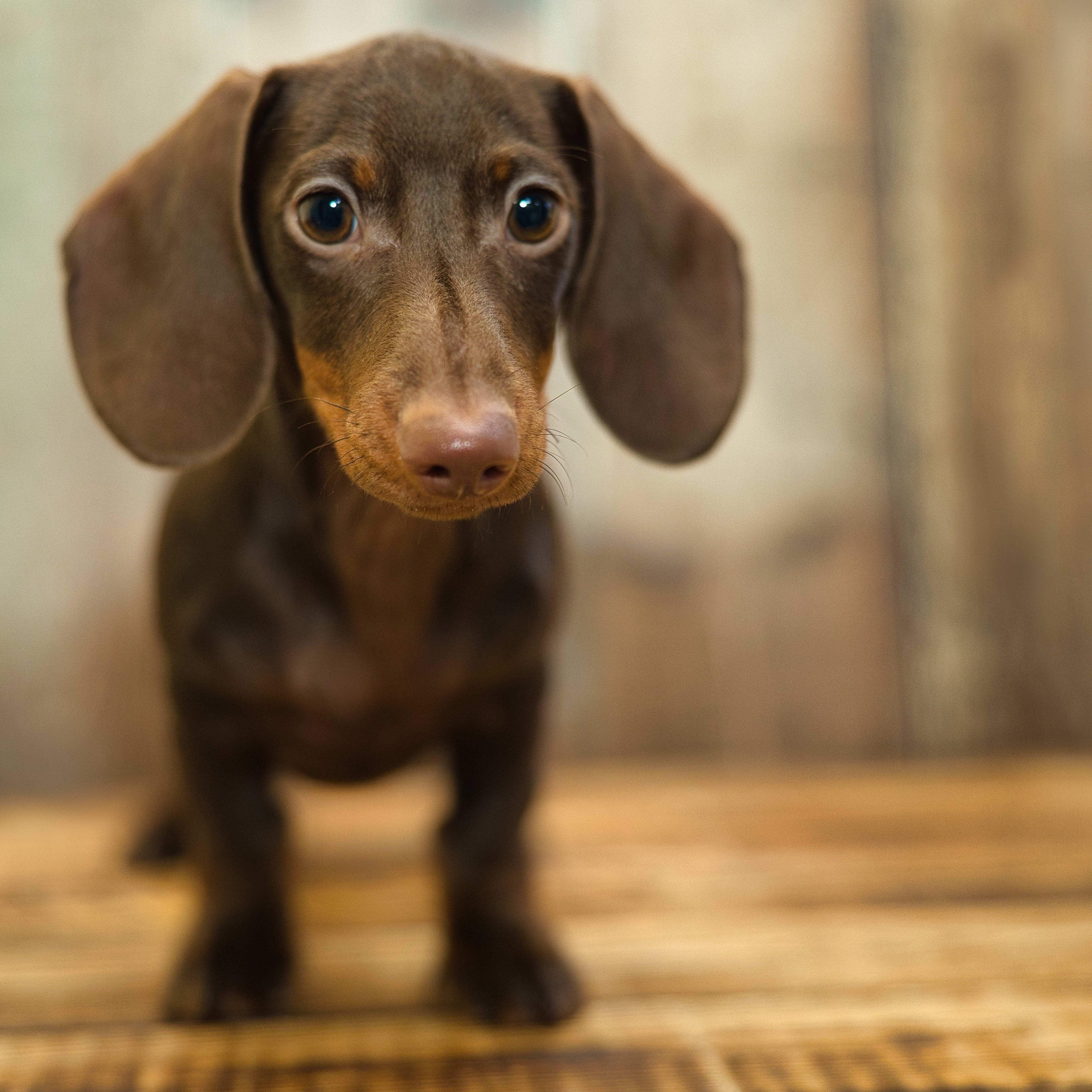 Adorable 13-Week-Old Mini Dachshund Learns Her First Tricks - Parade Pets
