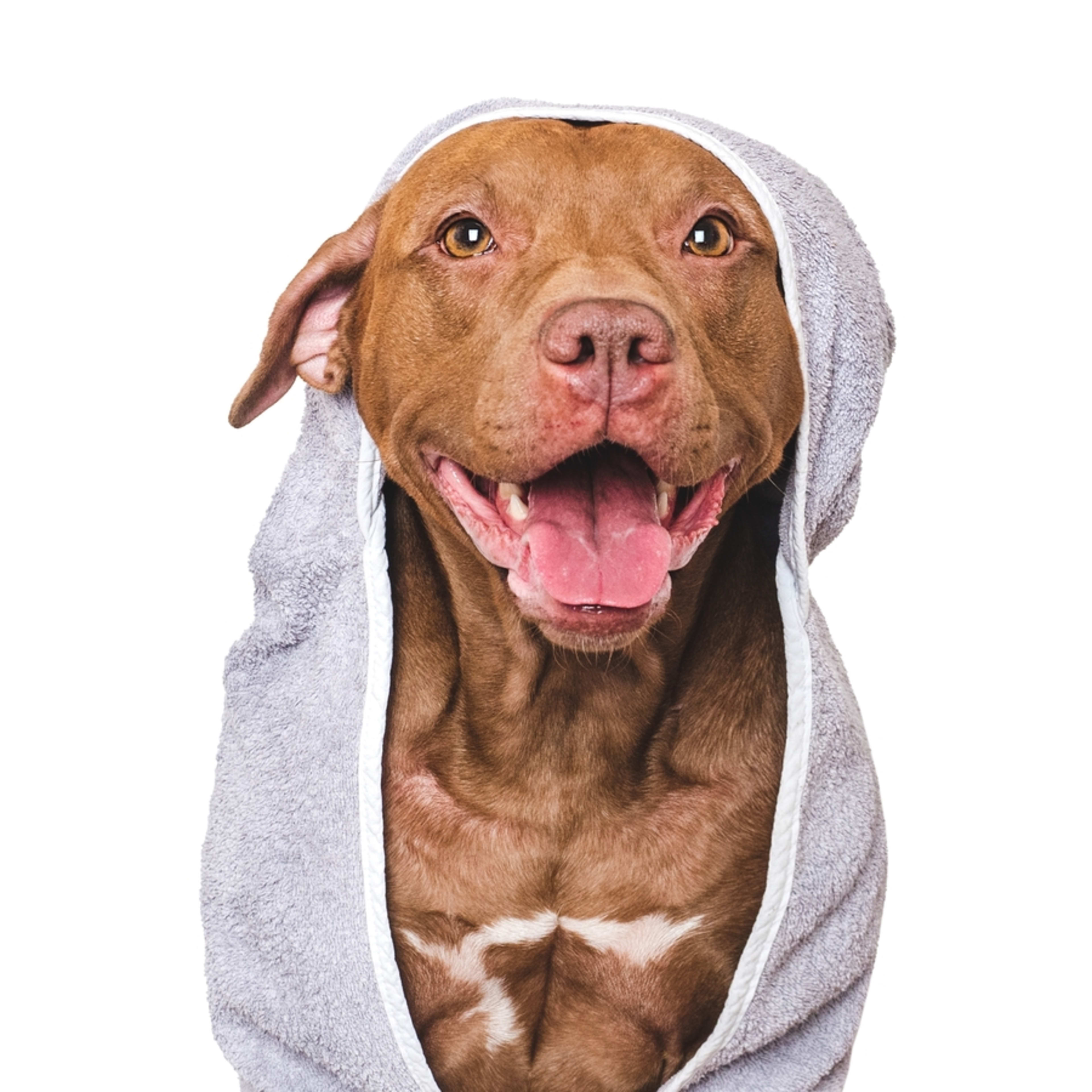 Sweetest Foster Pit Bull Puppy Gets Epic Spa Treatment Before Going to ...