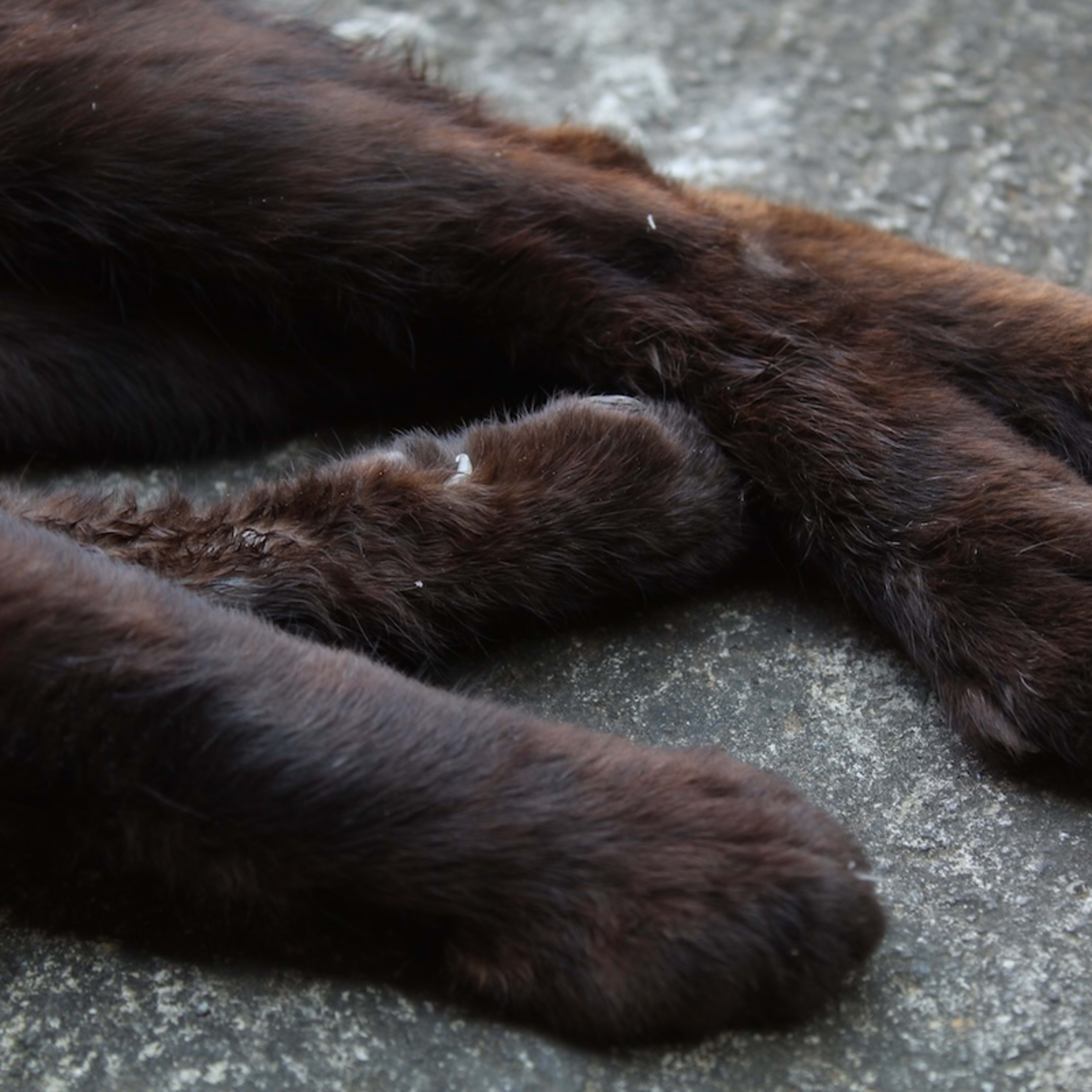 Cat Who Set Up Shop Outside Local Sonic Has the Most Fitting Name ...