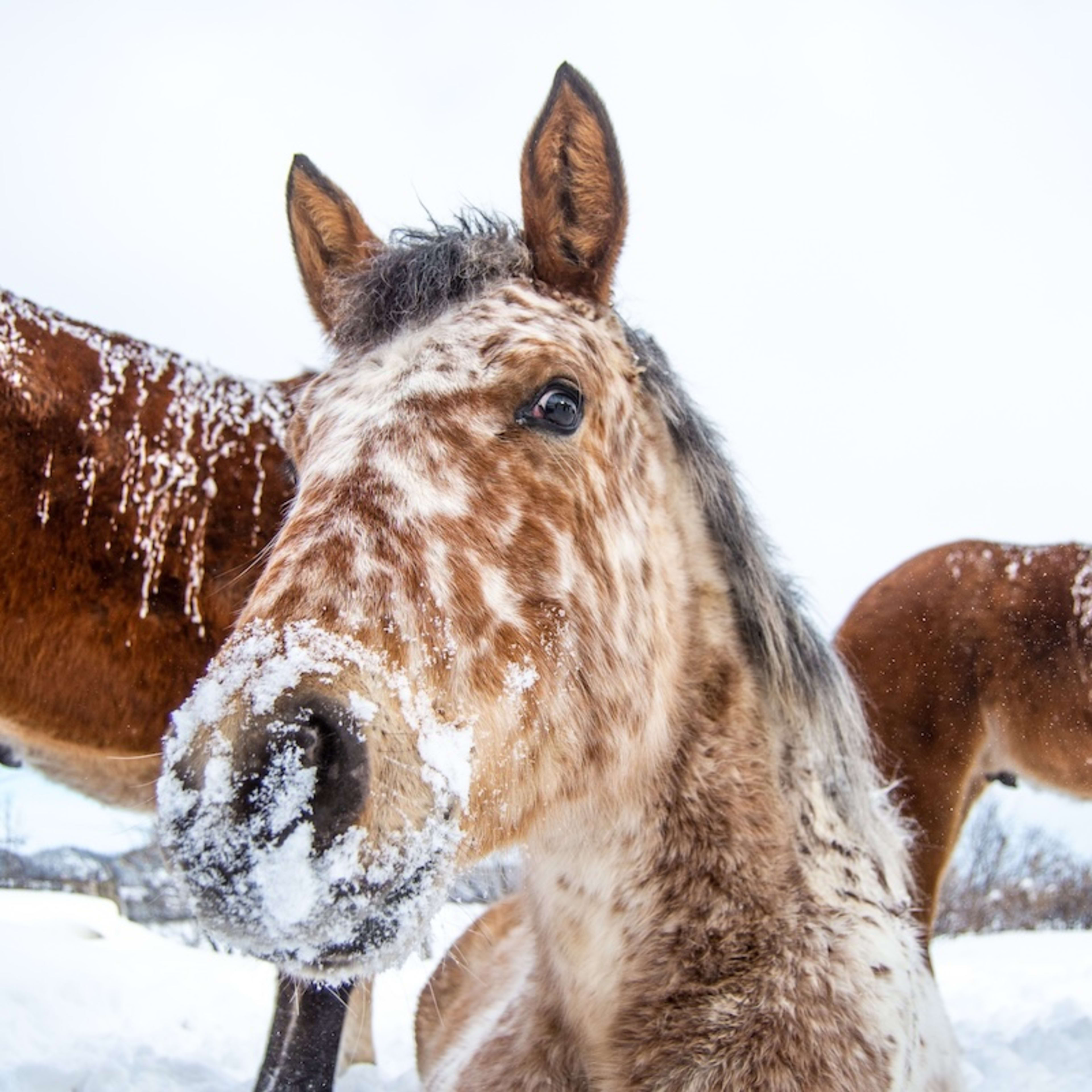 Rare Snowflake Appaloosa Horse Is One of Nature's Most Beautiful ...