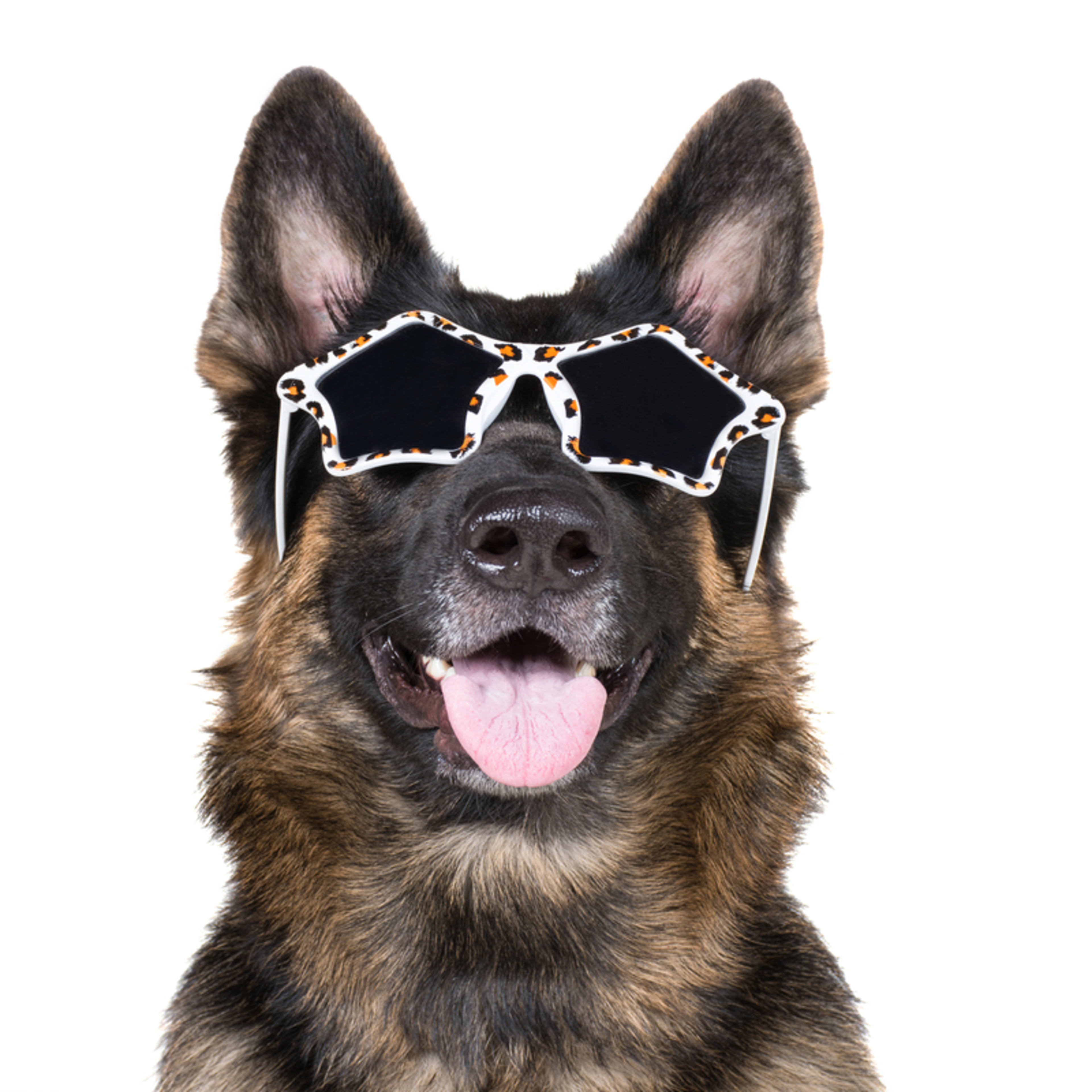 Dogs Like Golden Retrievers, According to Experts - Parade Pets