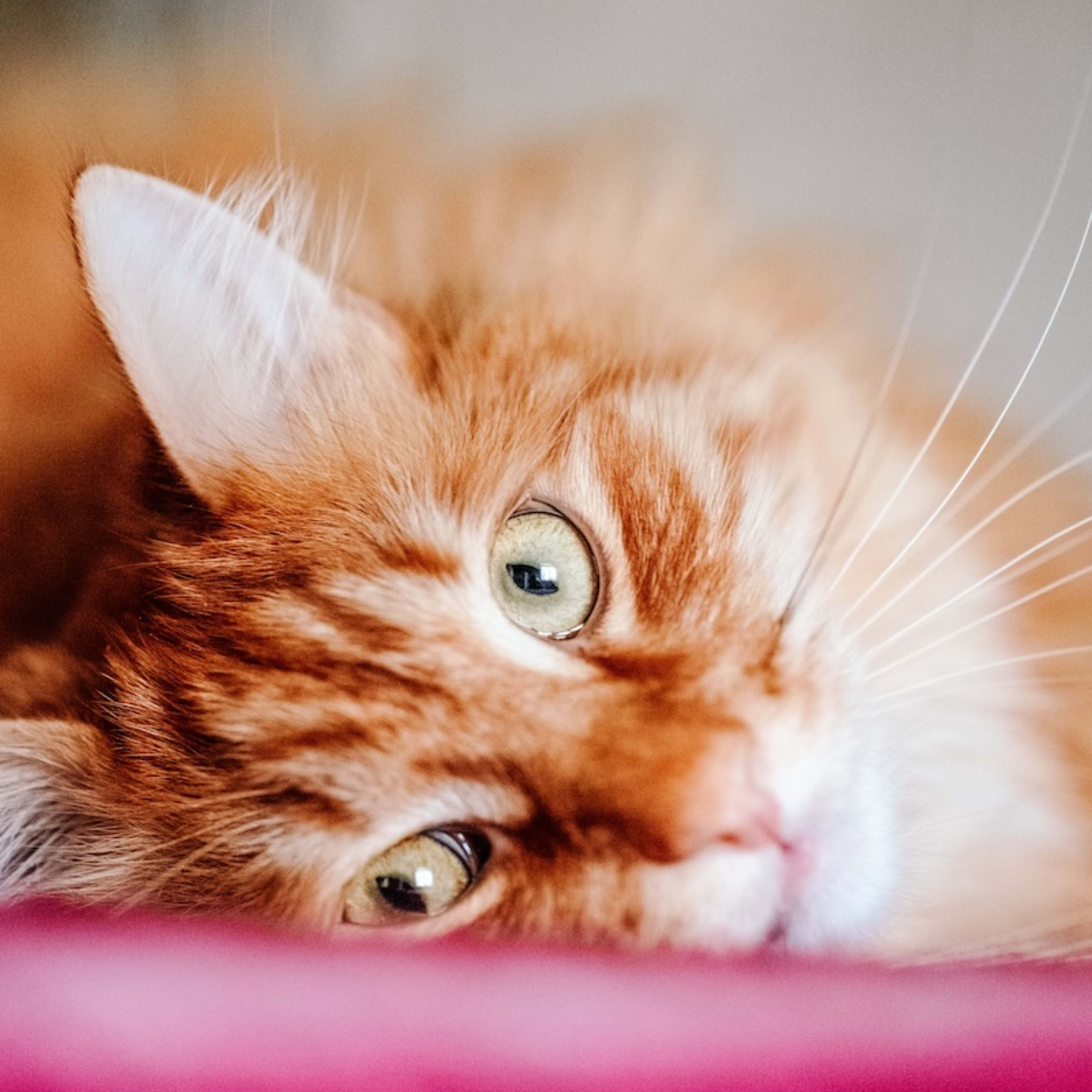 Blind Cat Thinks She's Cleaning Her Feline Brother but the Reality Is ...