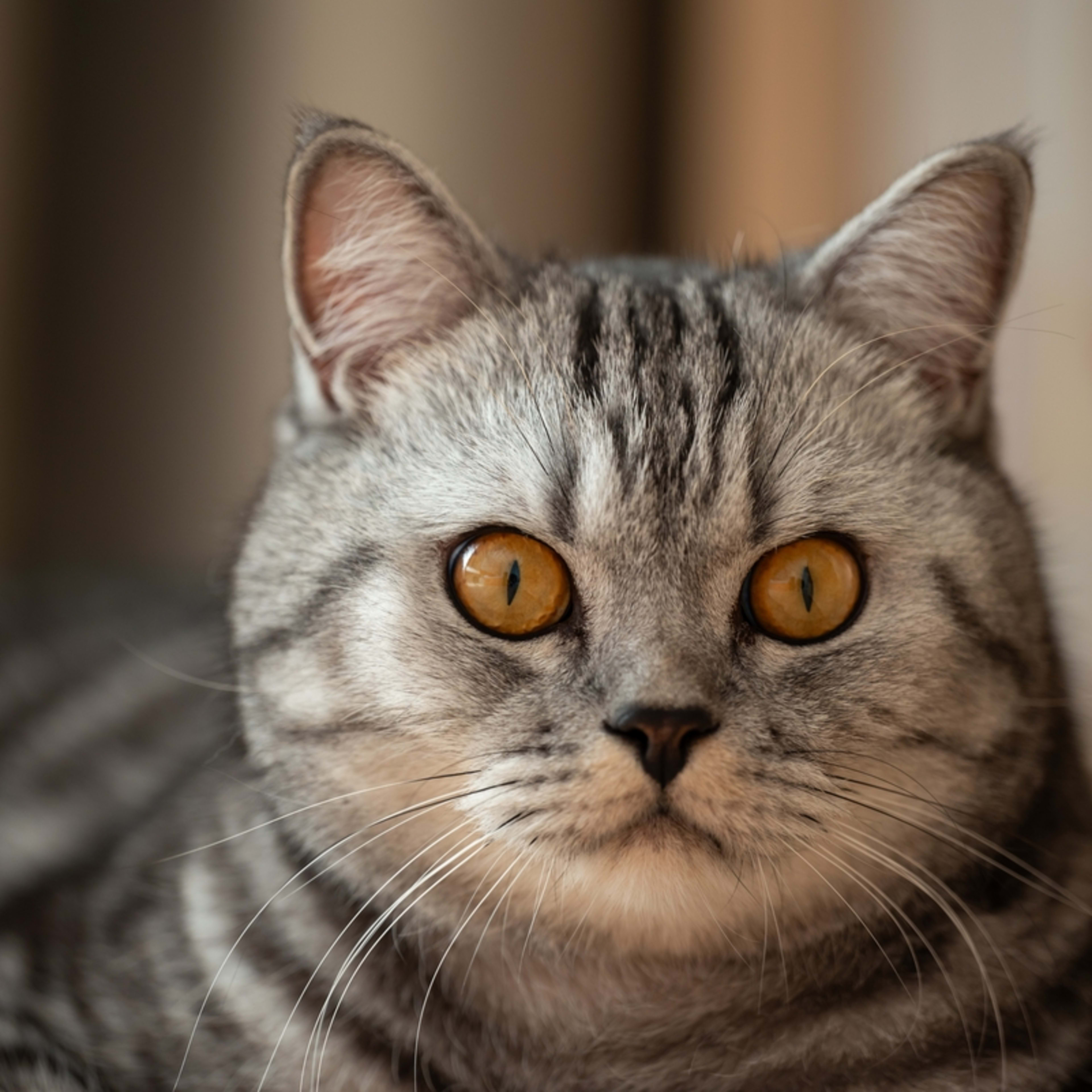 Rescue Kitty Is Basically a Meerkat in Disguise and It's Simply Perfect ...