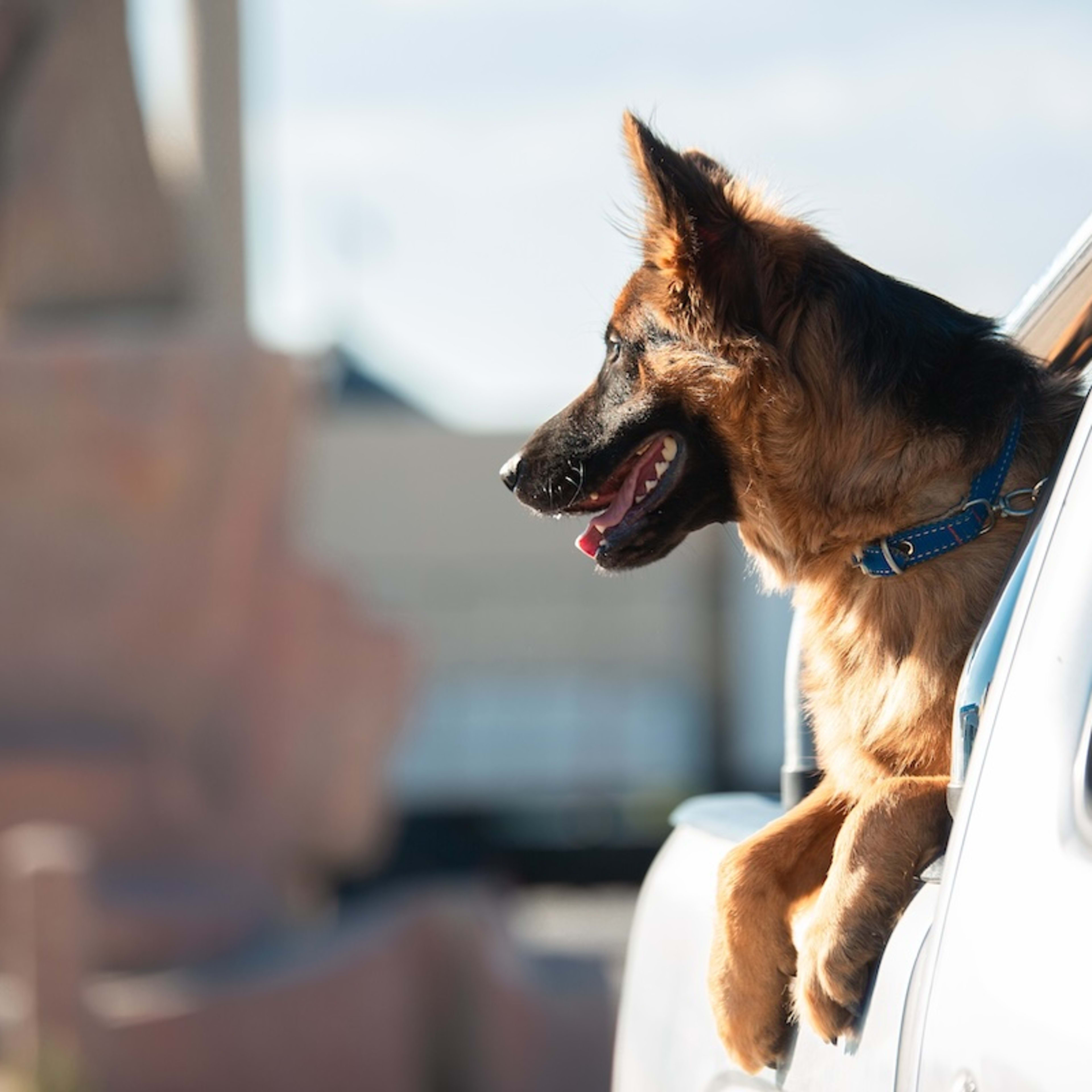 German Shepherd Treats Passing Cars Like a Snack and It's Too Funny ...