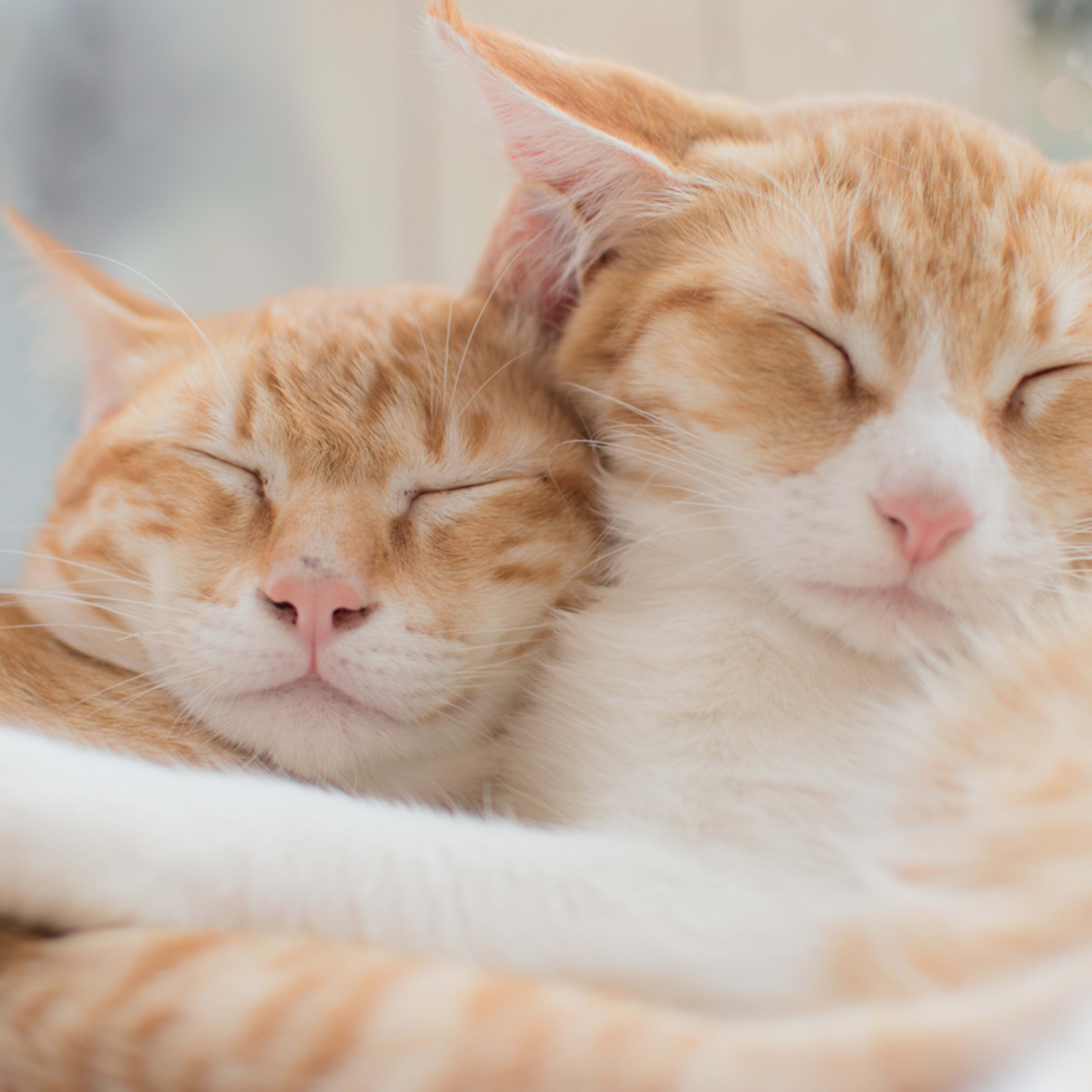 Blind Cat Thinks She's Cleaning Her Feline Brother but the Reality Is ...