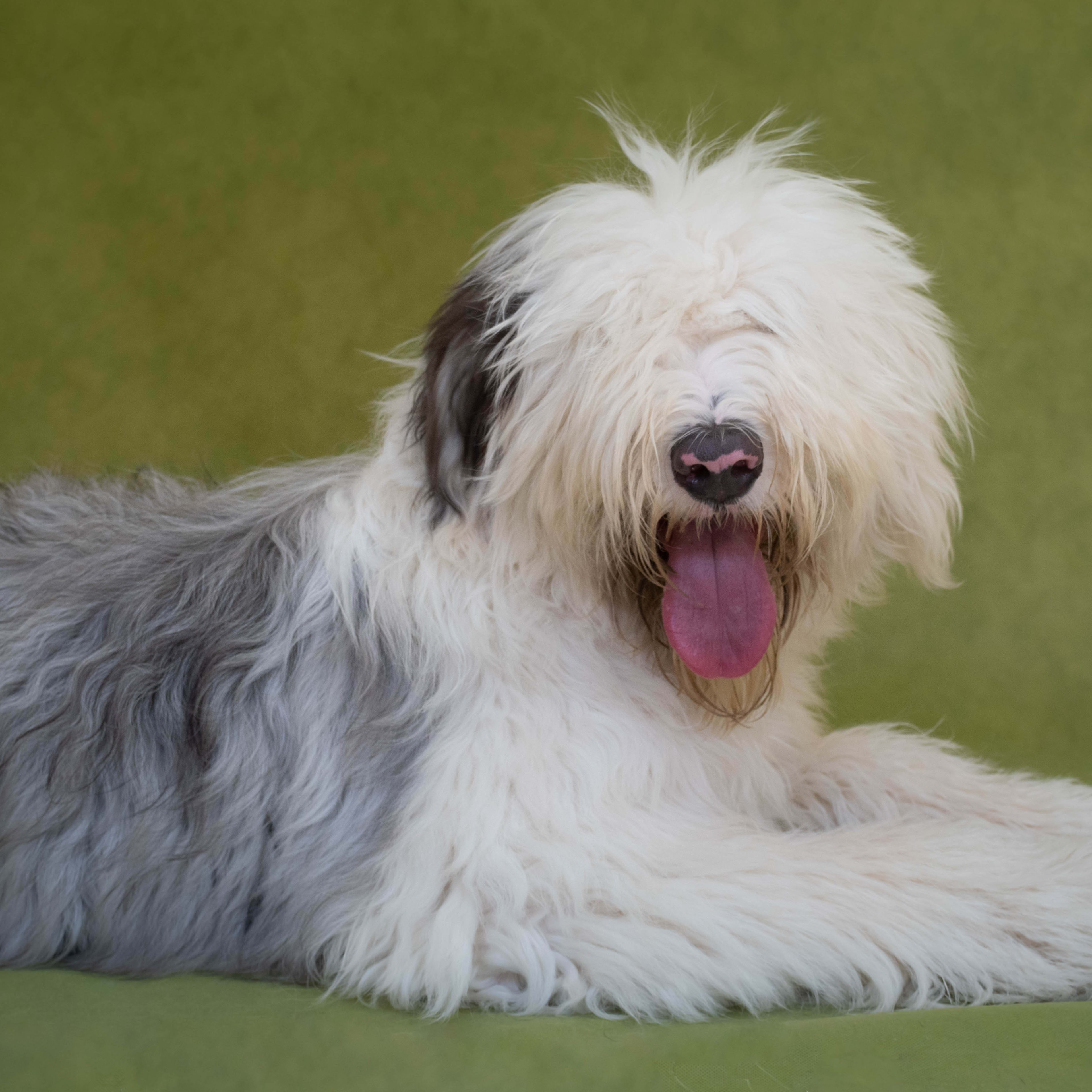 Bonded Foster Dogs Meant to Sleep in Their Crate Take Over the Bed in ...