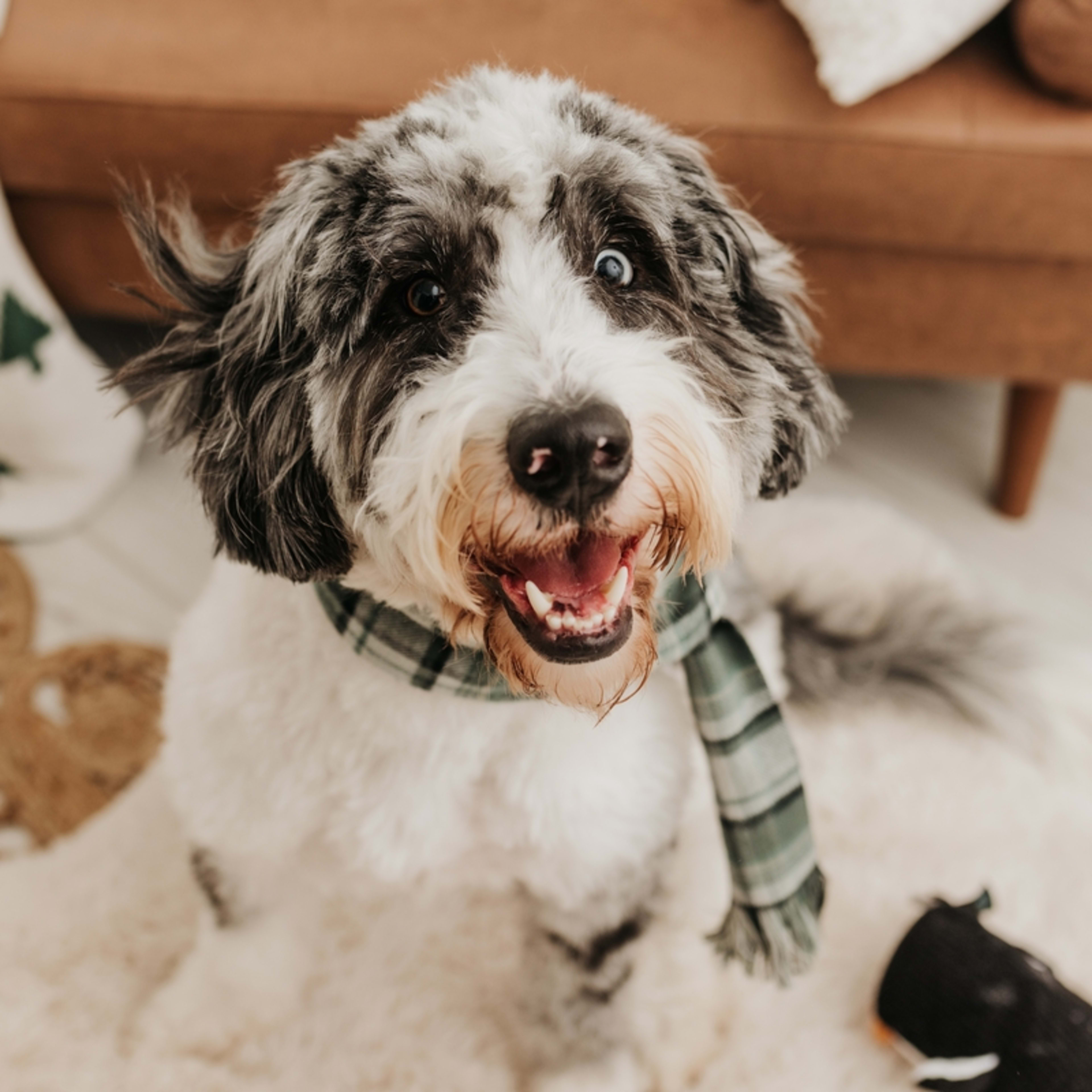 Doodle Plays Dead When His Parents Say He's in Trouble and It's Such a ...