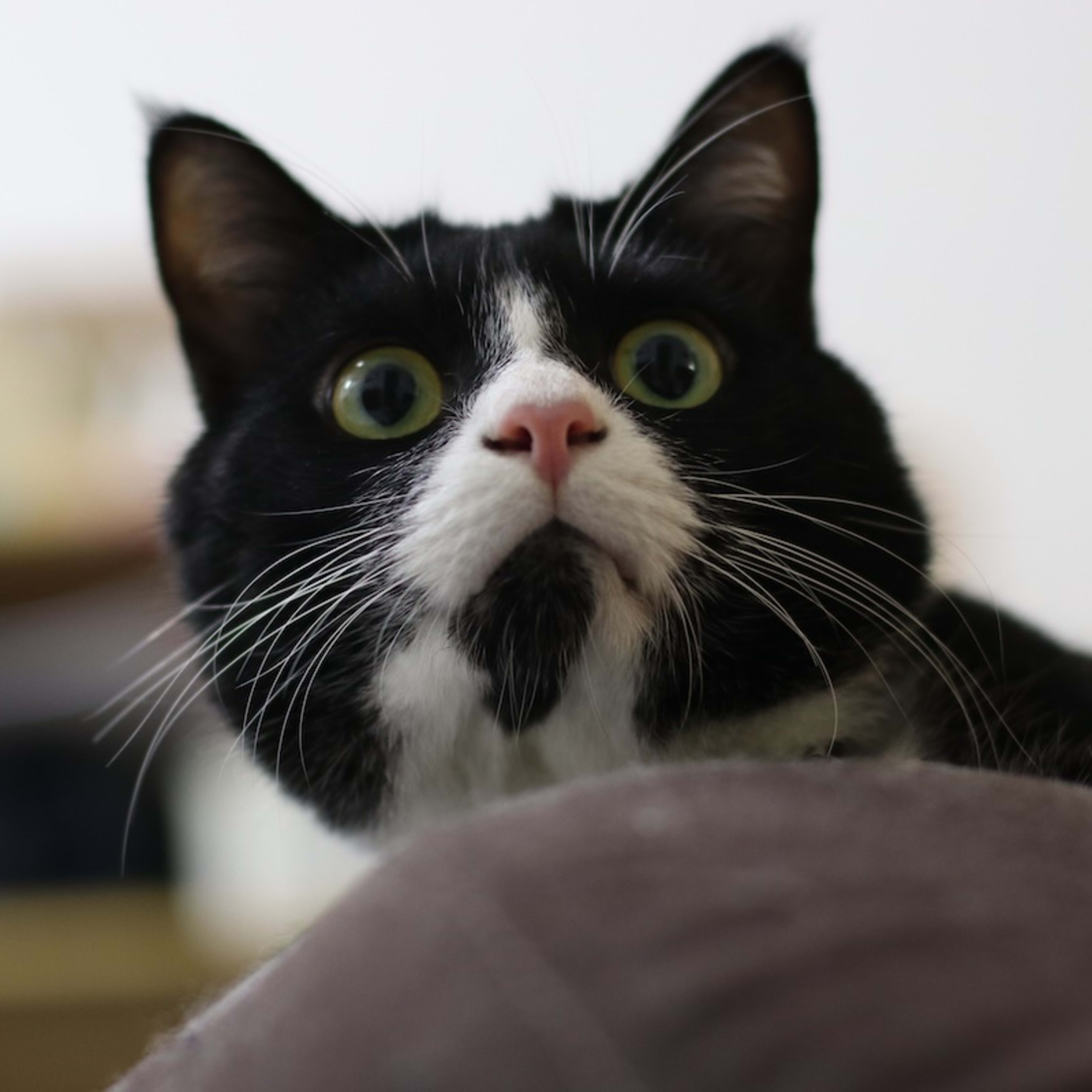 Rescue Tuxedo Cat Shows off His Moves to 'Single Ladies' - Parade Pets