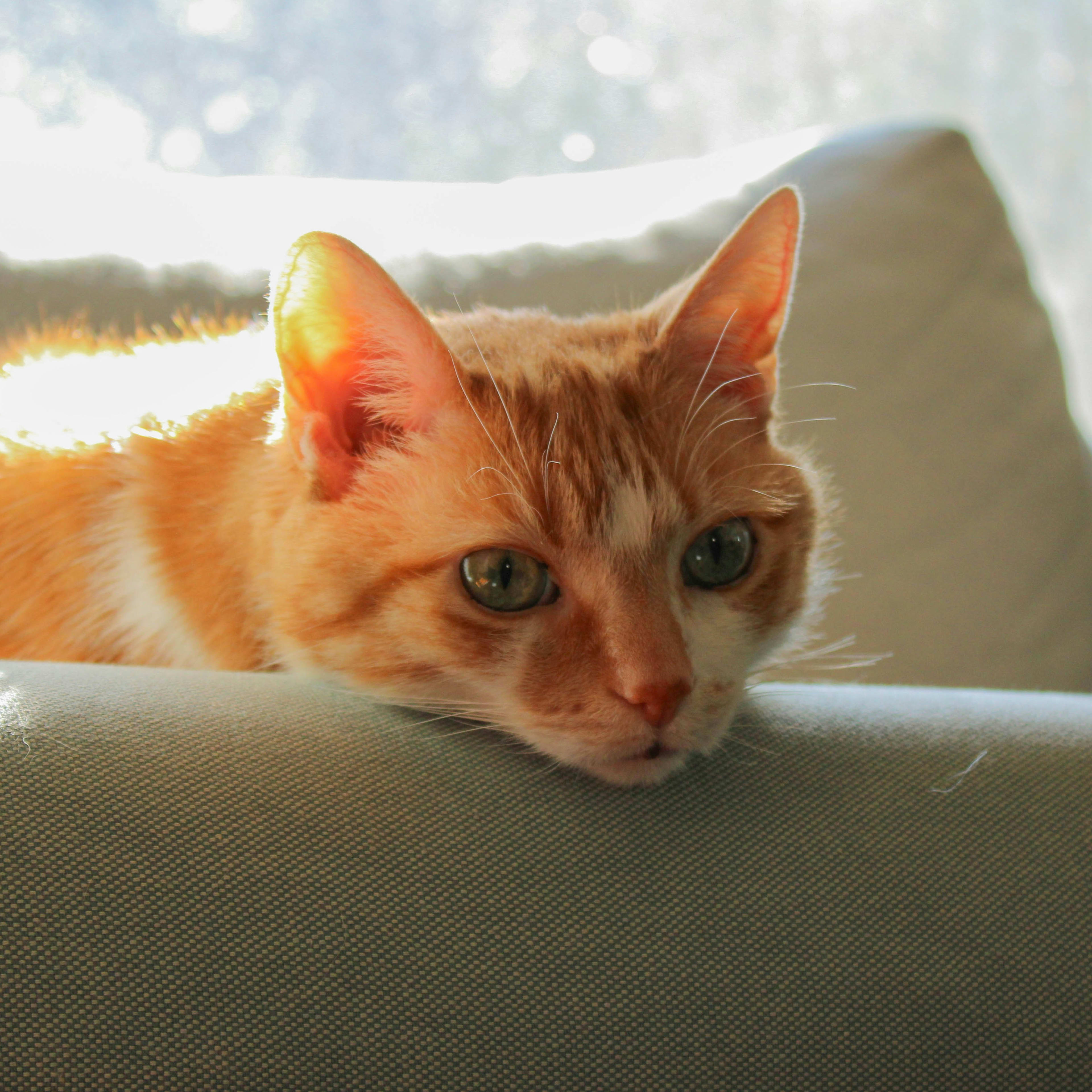Coton de Tulear Thinks Freshly-Baked Cookies Are for Him - Parade Pets