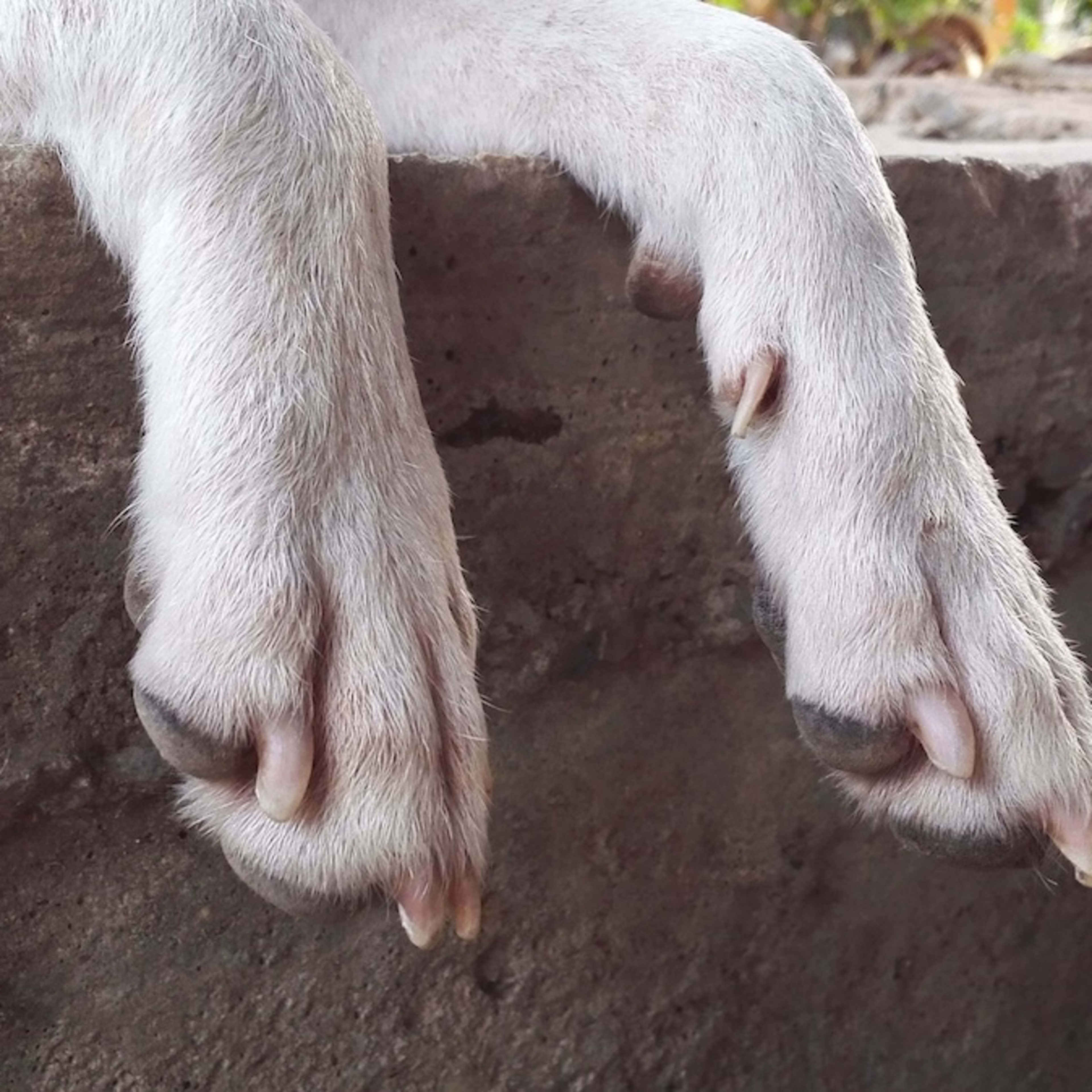 German Shepherd's Paws Legit Look Like Tiny Teddy Bears and Everyone's ...