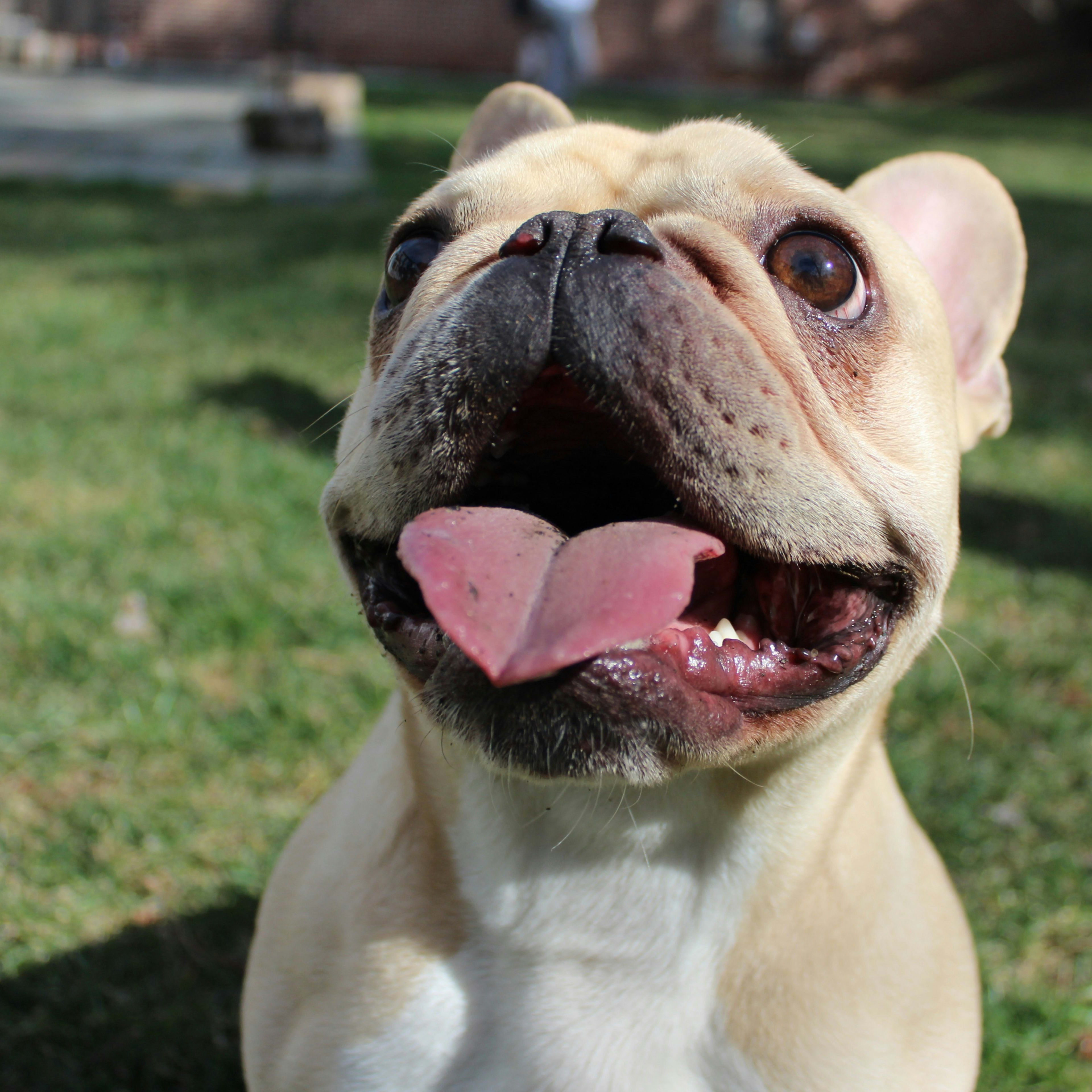 French Bulldog Puppy Is the Picture of Shocked While Experiencing Rain ...