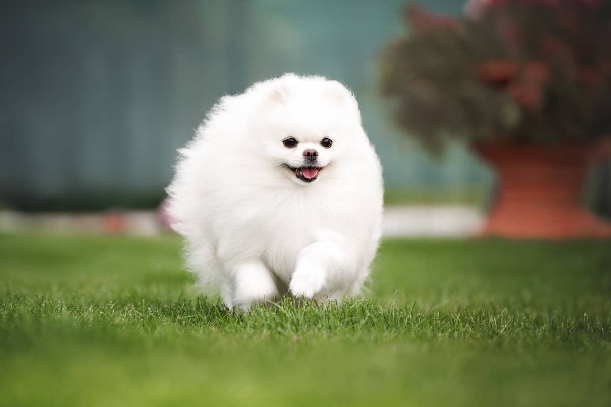 Sassy Dog Breeds: Traits & Care Tips From Experts - Parade Pets