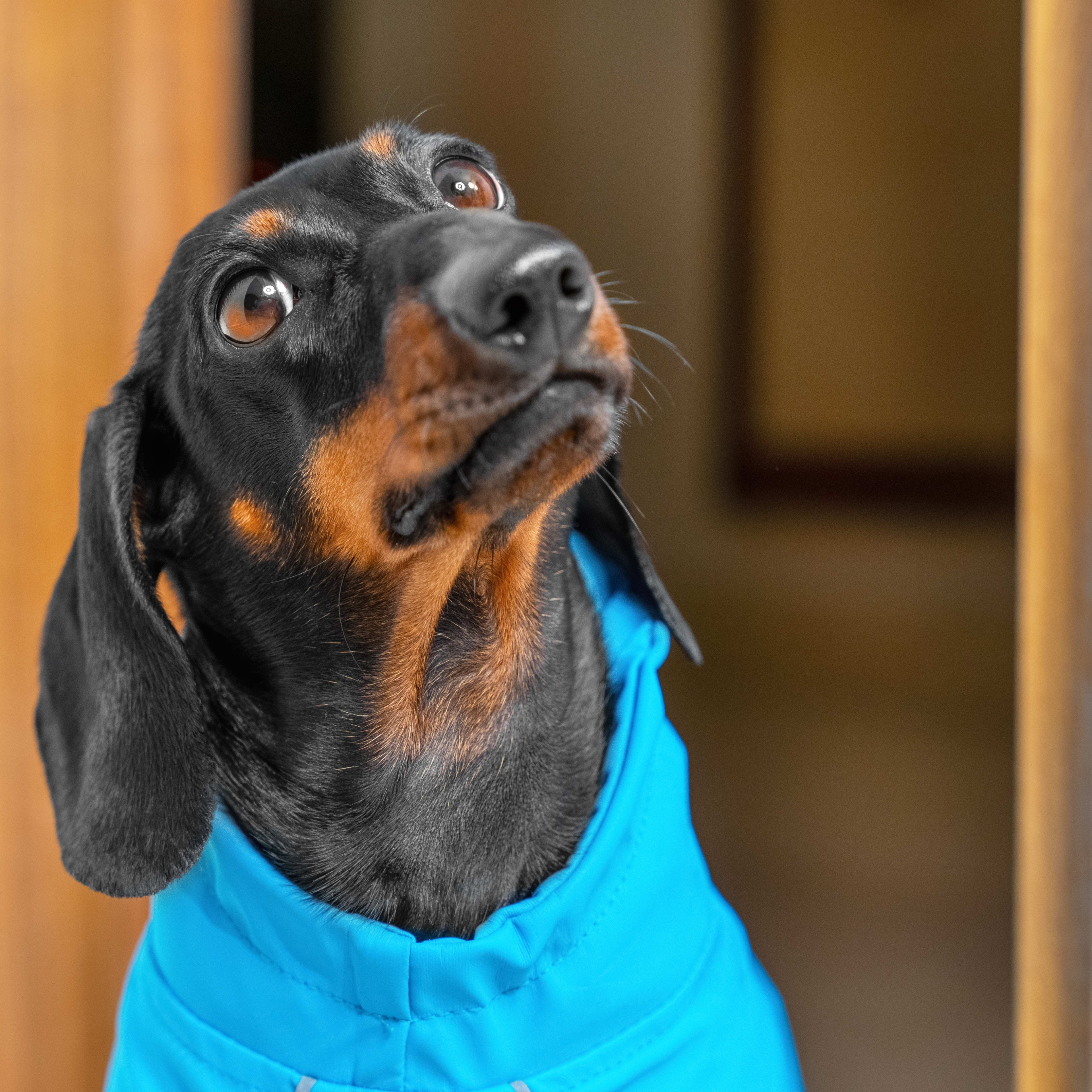 Dachsund's Determination to Snuggle With Dad Is Too Cute to Resist ...