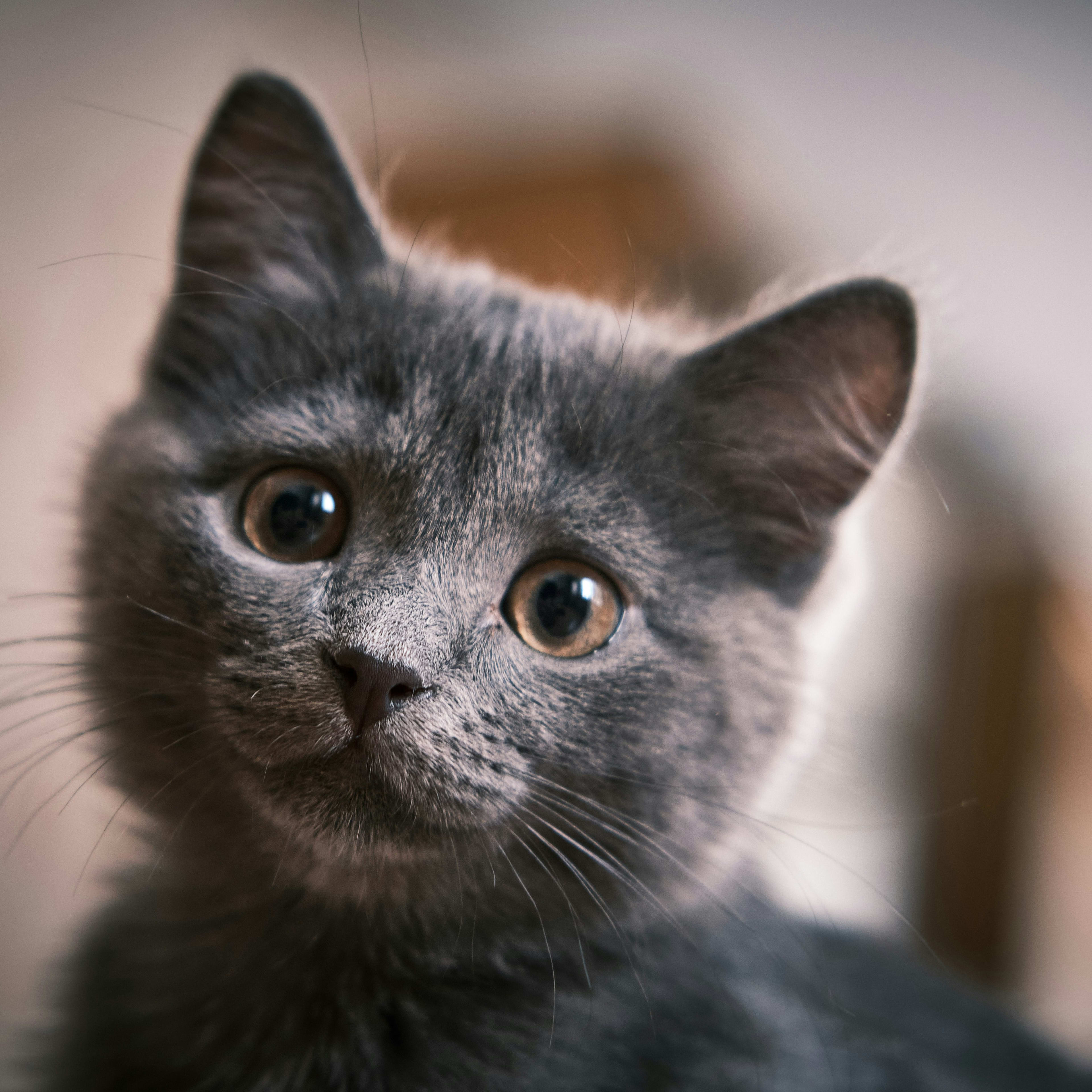 Emotional Golden Retriever Kisses Puppy Goodbye Before Adoption ...