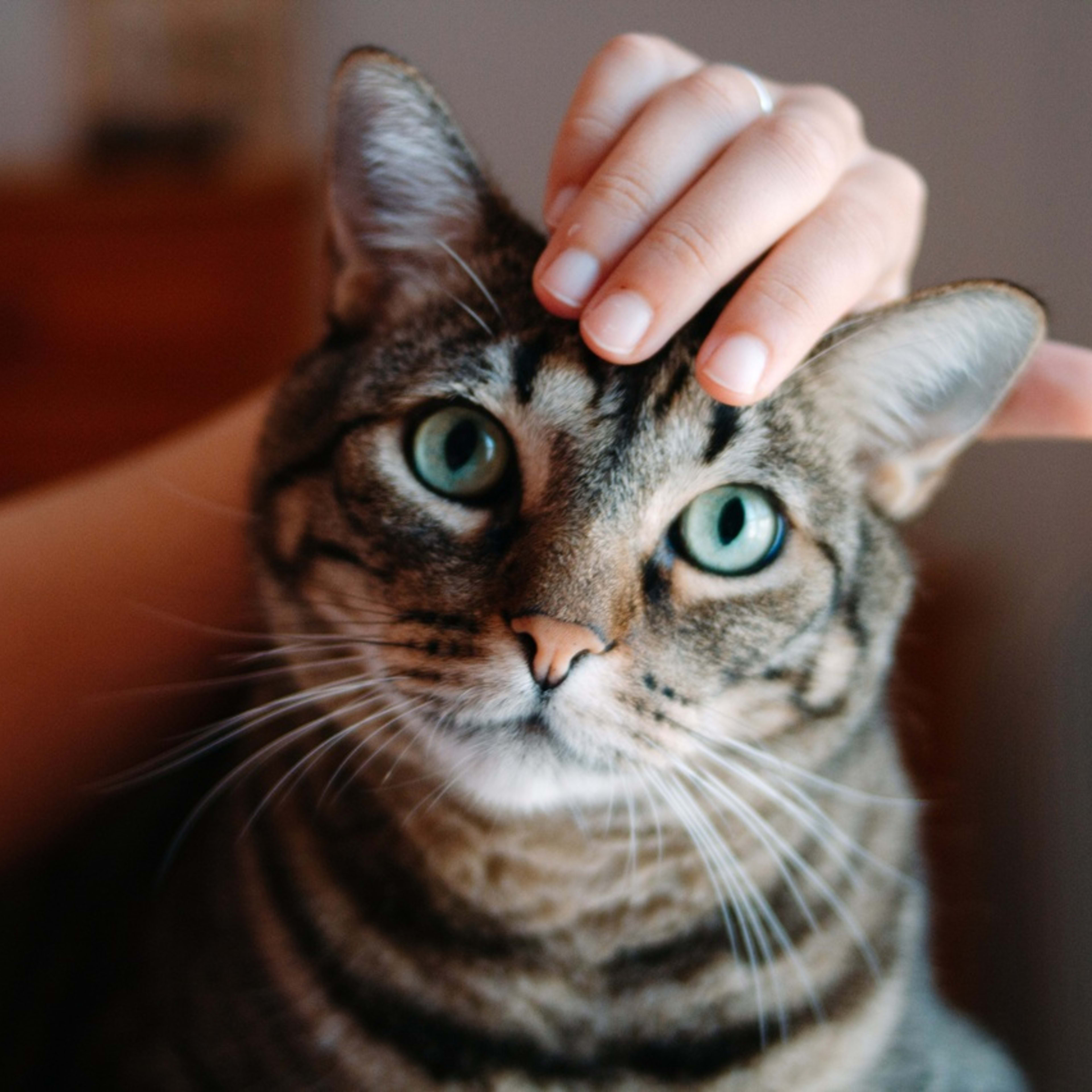 Ragdoll Cat's Heavy Sigh at the End of a Long Day Is the Most Relatable ...