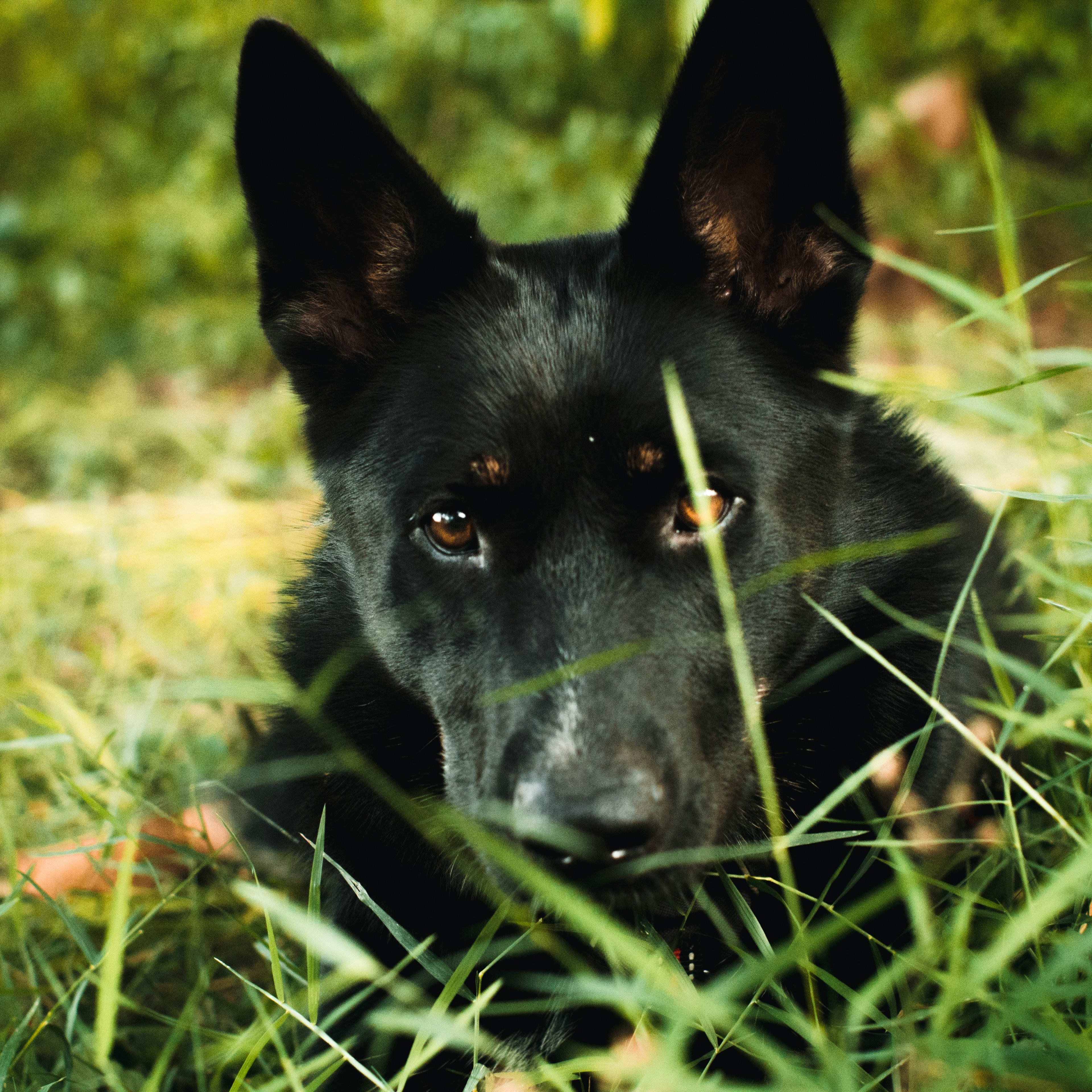 7 Smiley Dogs Breeds - Parade Pets