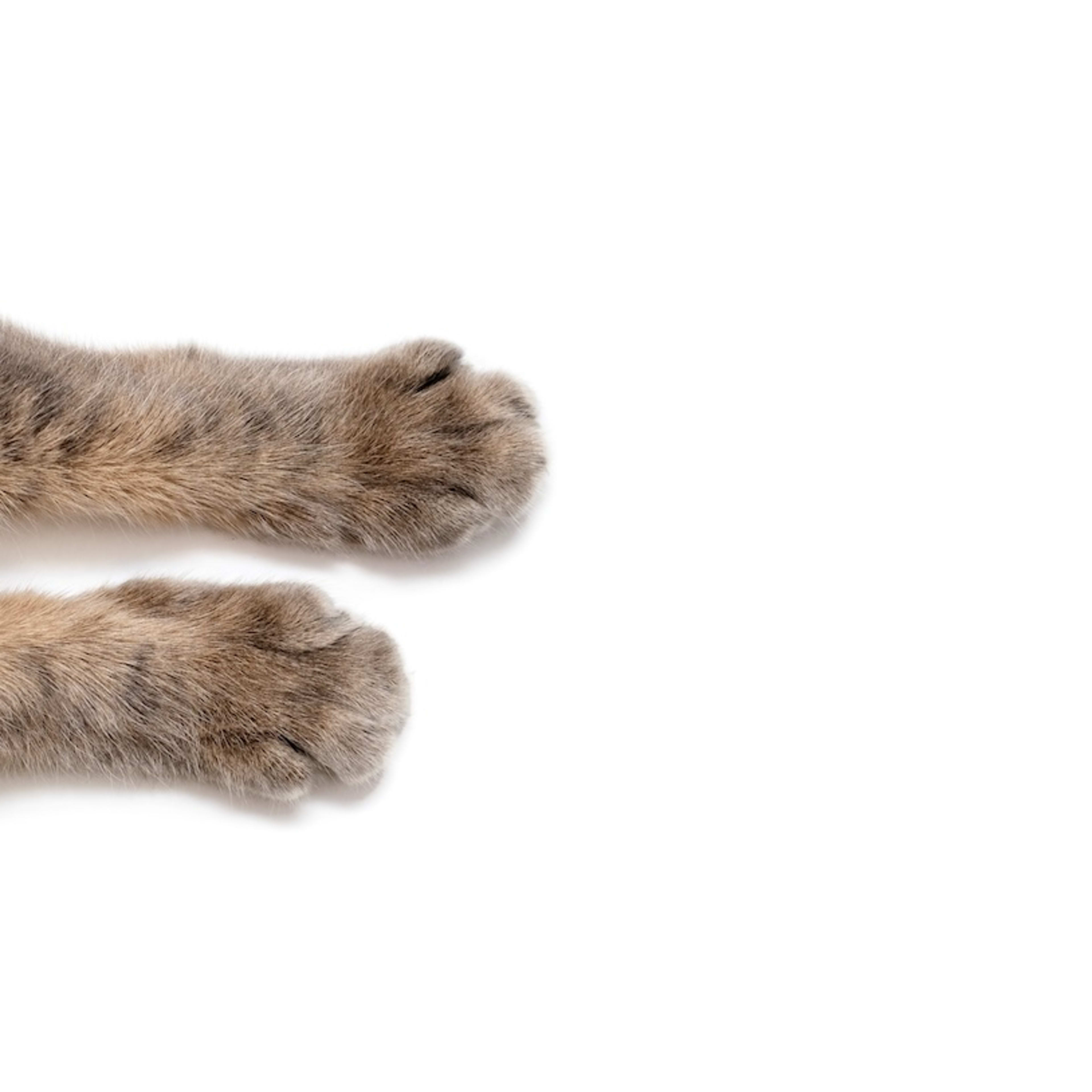 Tabby Cat Demands Mom Turn on Heated Bed With Genius Sequence of Events ...