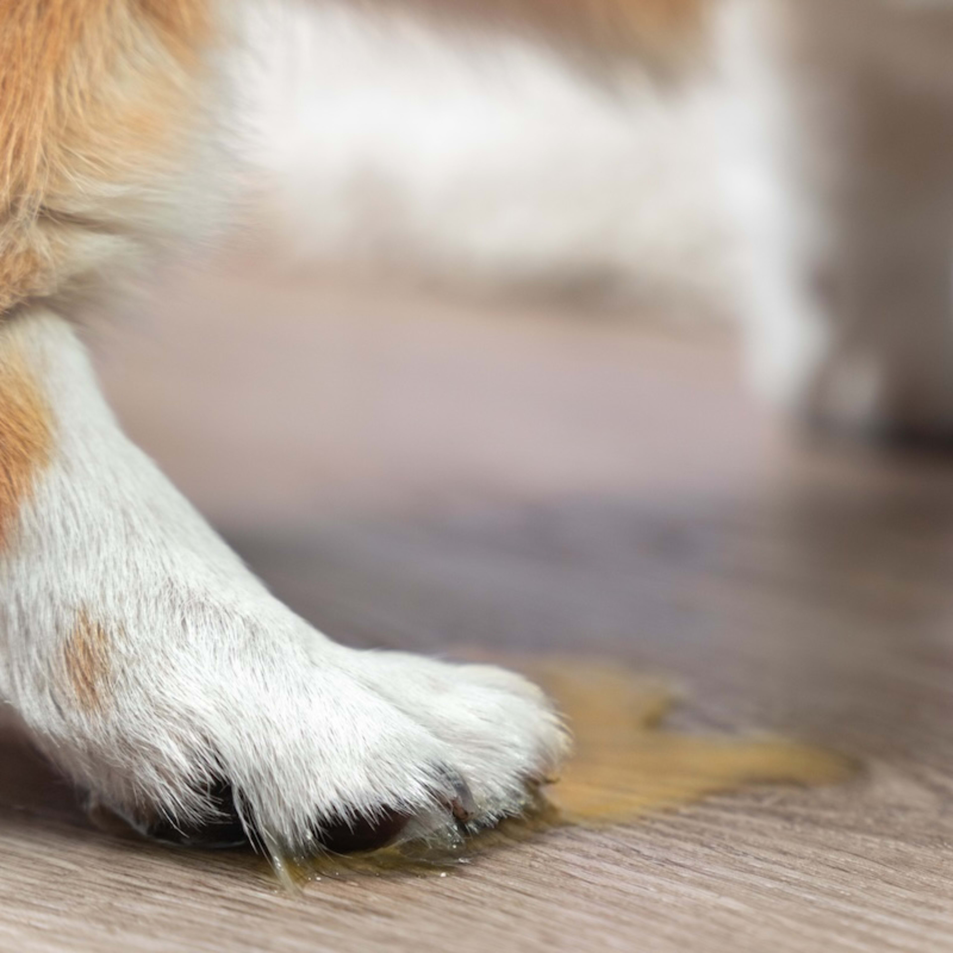 Orange Corgi Mix Looks Like an Orange Sherbet Ice Cream Cone - Parade Pets