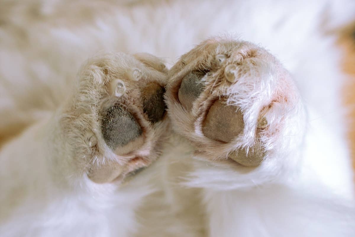 9 White Fluffy Dog Breeds: Grooming Tips & Traits - Parade Pets