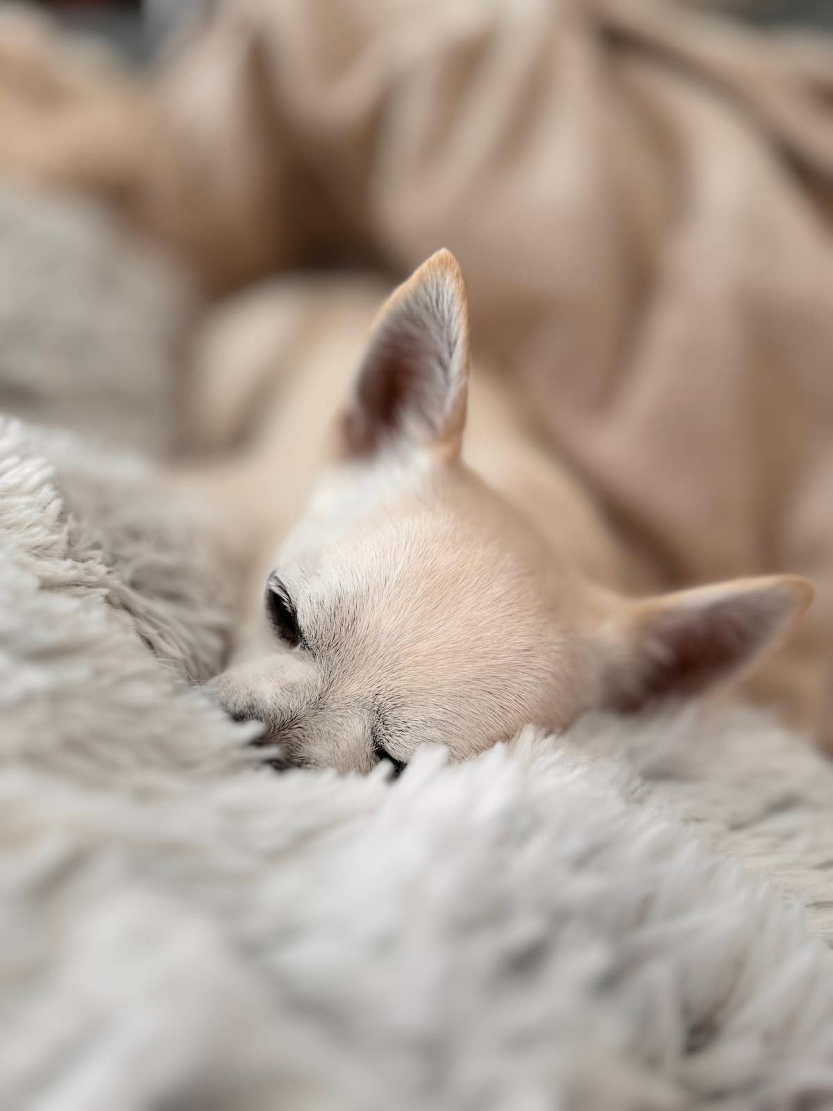 6 Dog Breeds With Unique Ears That Make Us Say 'Aw' - Parade Pets