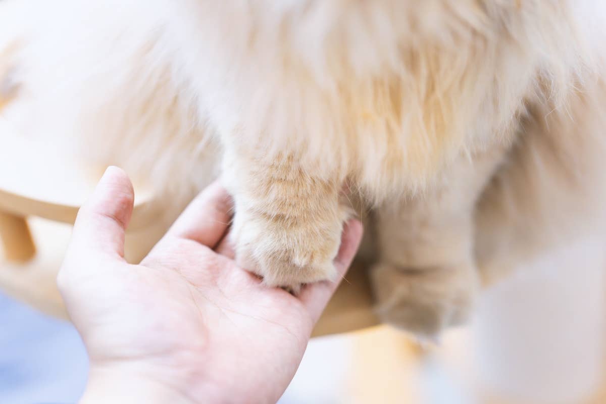How Do Cats Say 'Thank You'? - Parade Pets