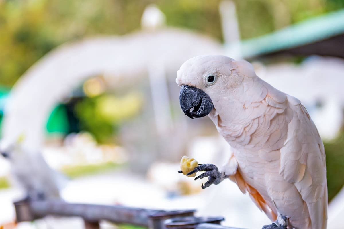 Pet and Animal News - Parade Pets