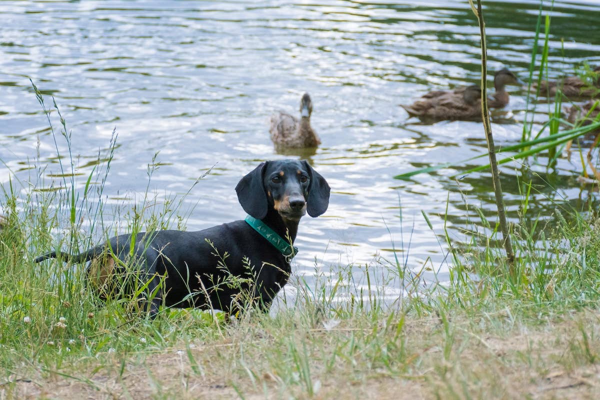 5 Hairless Dog Breeds That Are Fabulously Fur-Free - Parade Pets