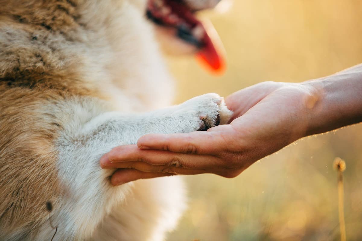 20 Smartest Dog Breeds, Ranked to Most Intelligent - Parade Pets
