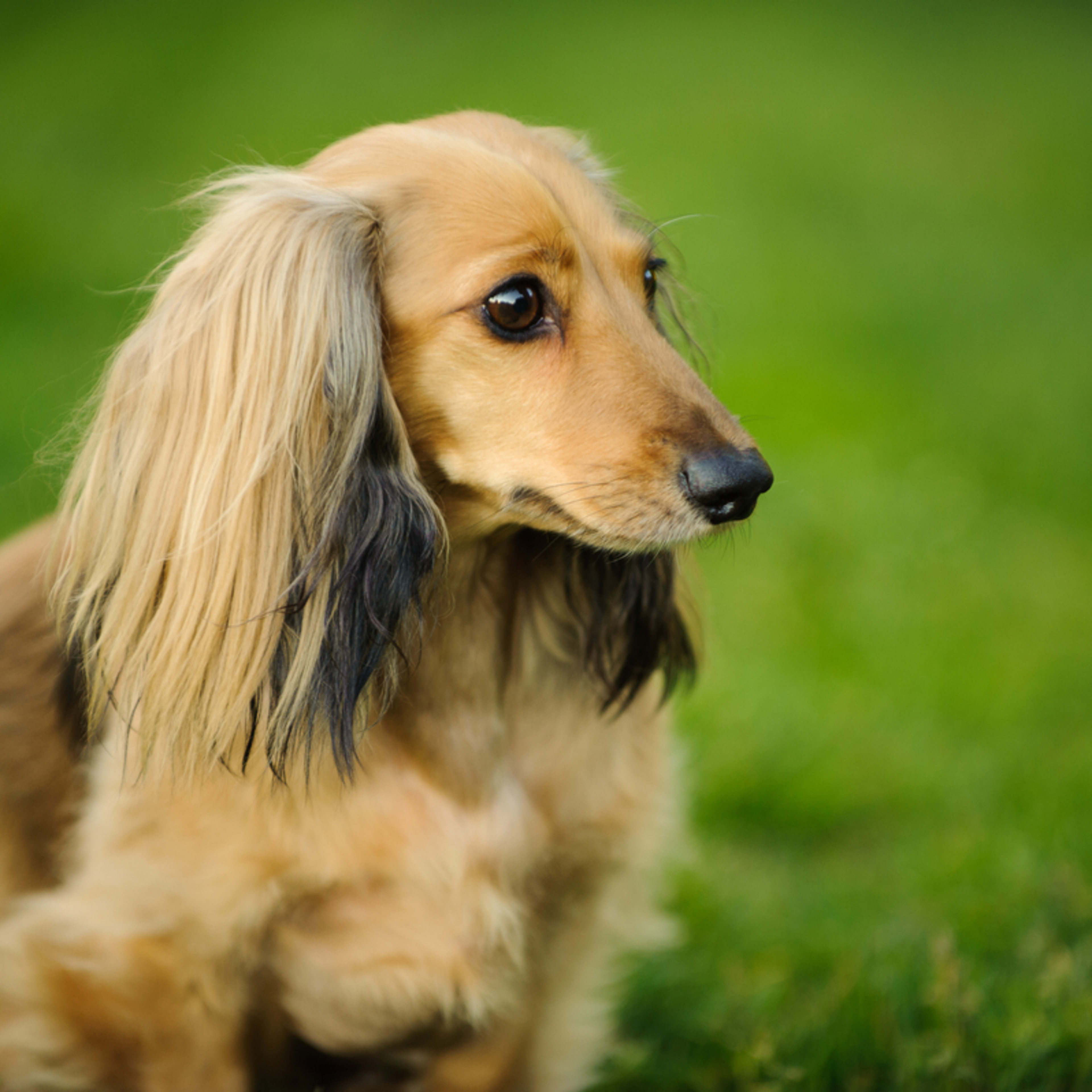 Tabby Cat Kicking Himself in the Face is the Definition of Unbothered ...