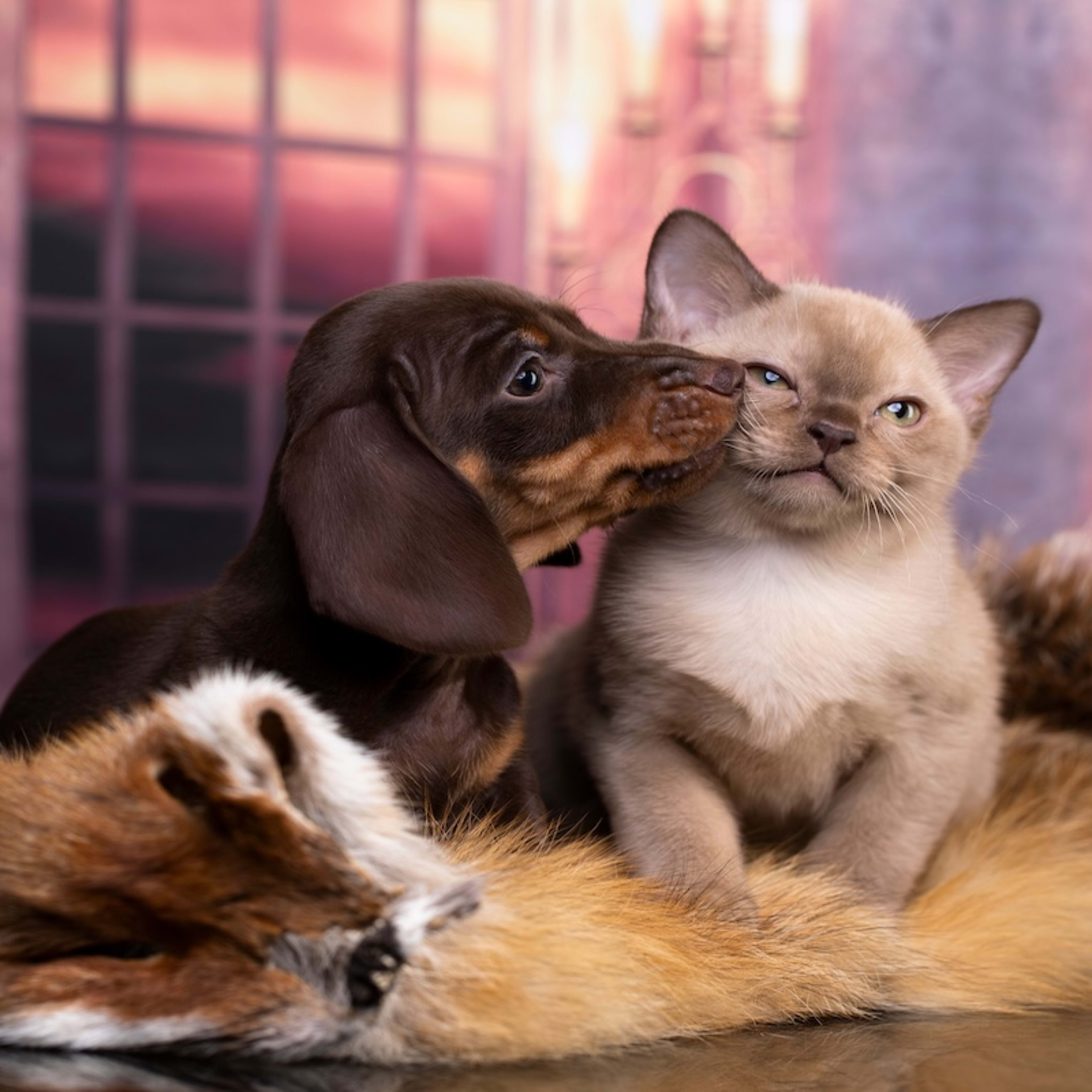 Mother Cow Lets Shivering Cat Cuddle Her Calf in Frigid Temps and It's ...