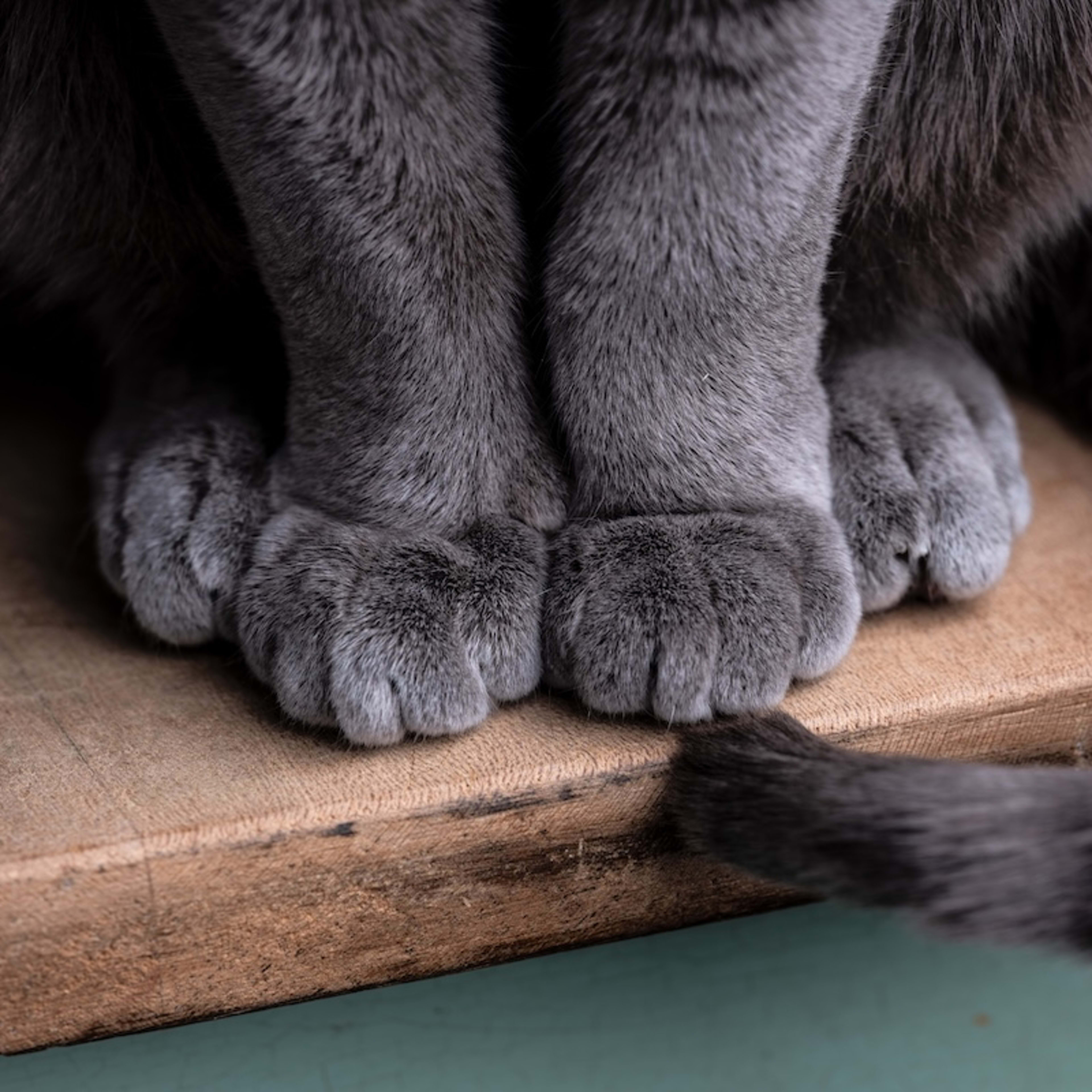 Rare ‘Blue Cheese’ Tortie Maine Coon Has the Prettiest Face - Parade Pets