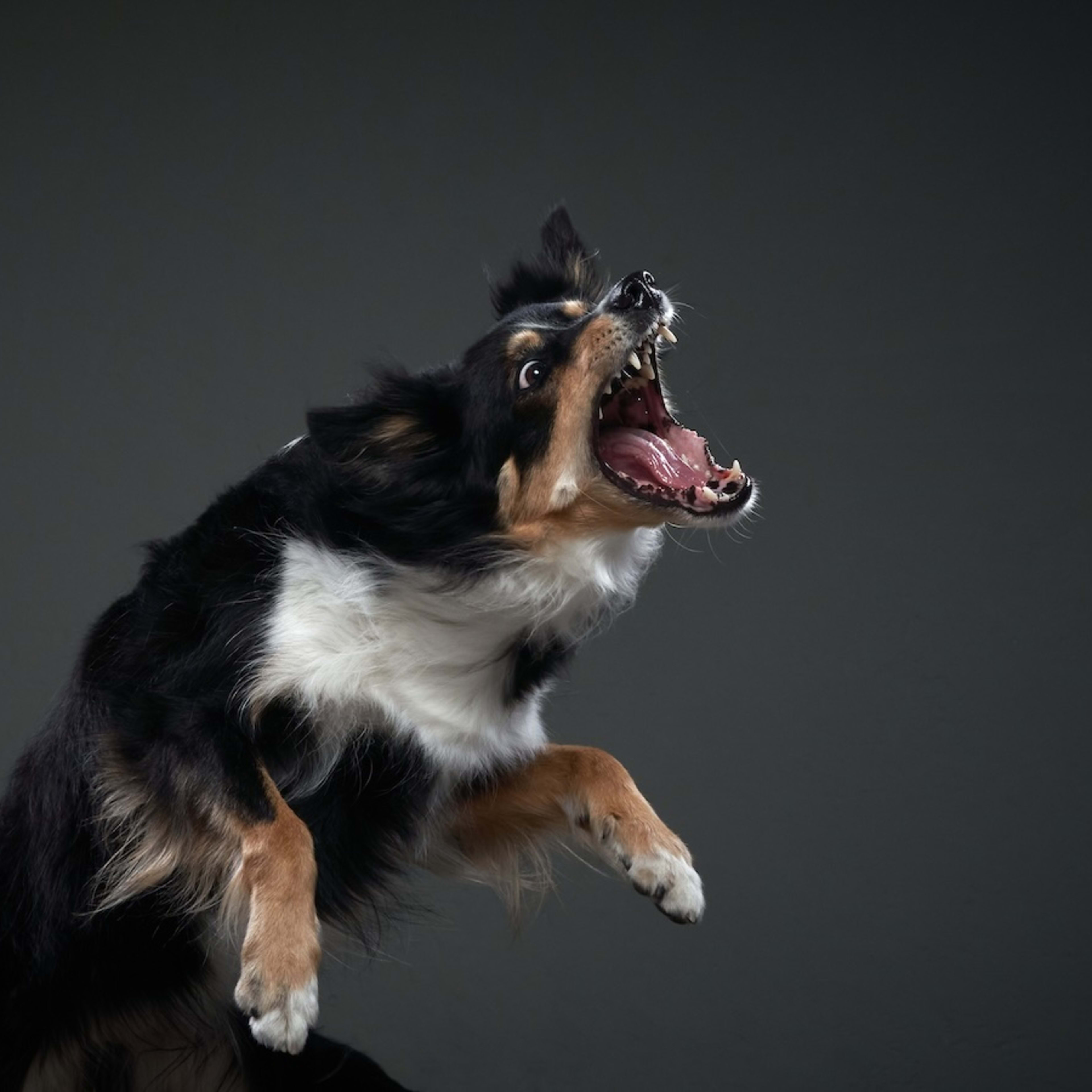 Border Collie Interrupts Mom’s Reading Time by Using Her as a ...