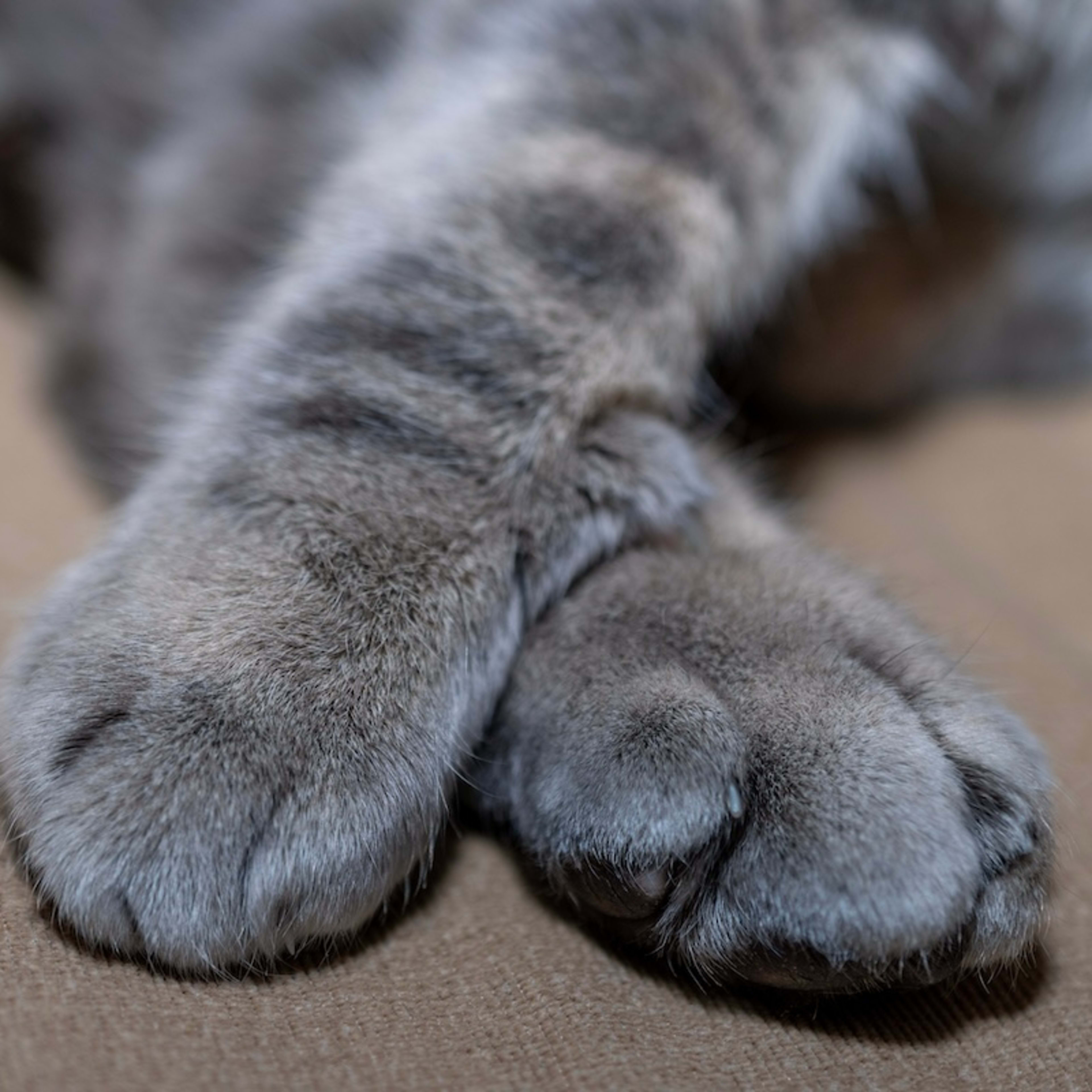Orange Tuxedo Calico Cat Looks Just Like an Everything Bagel - Parade Pets