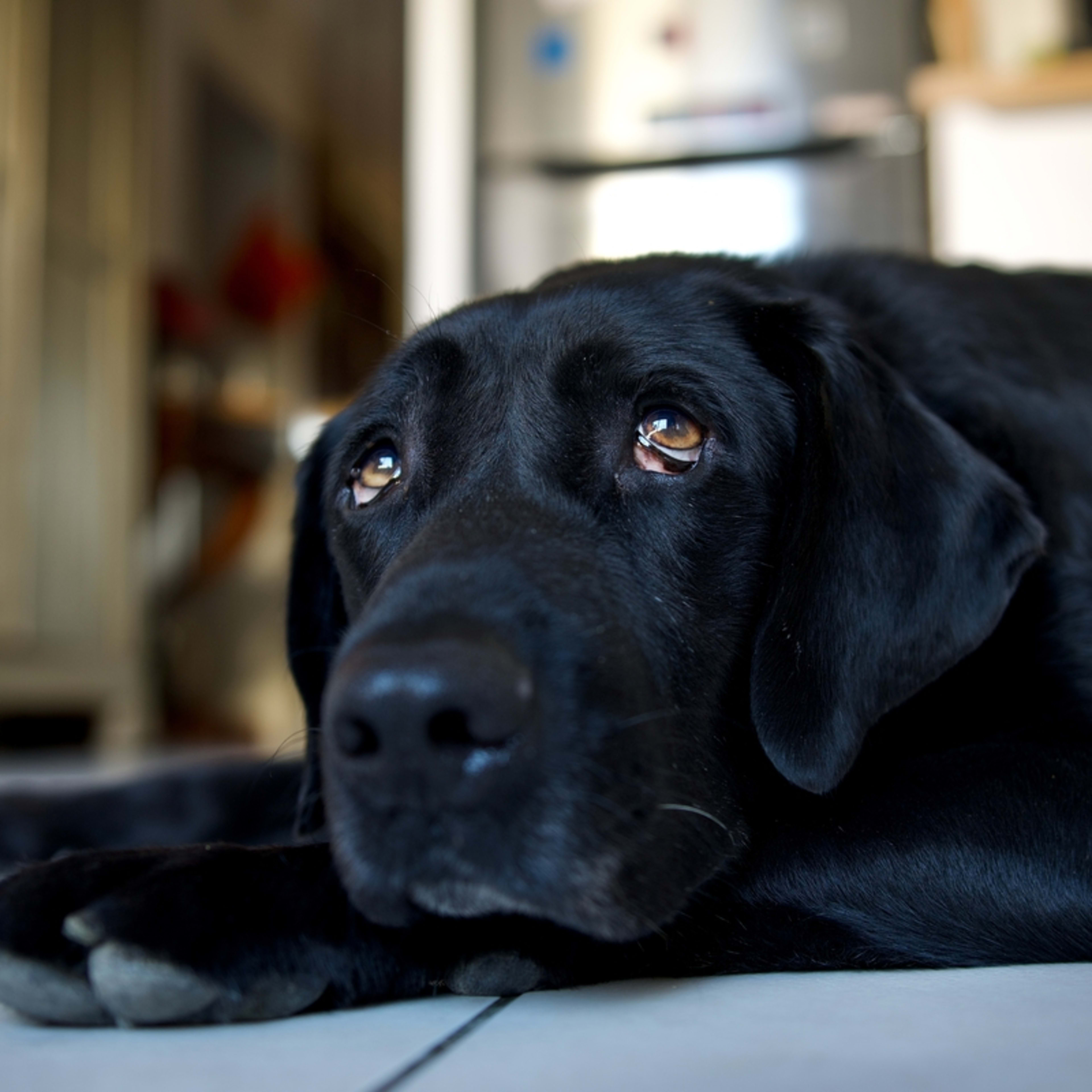 Black Labrador Pouts Like a Human Kid Over Guest Sleeping in His ...